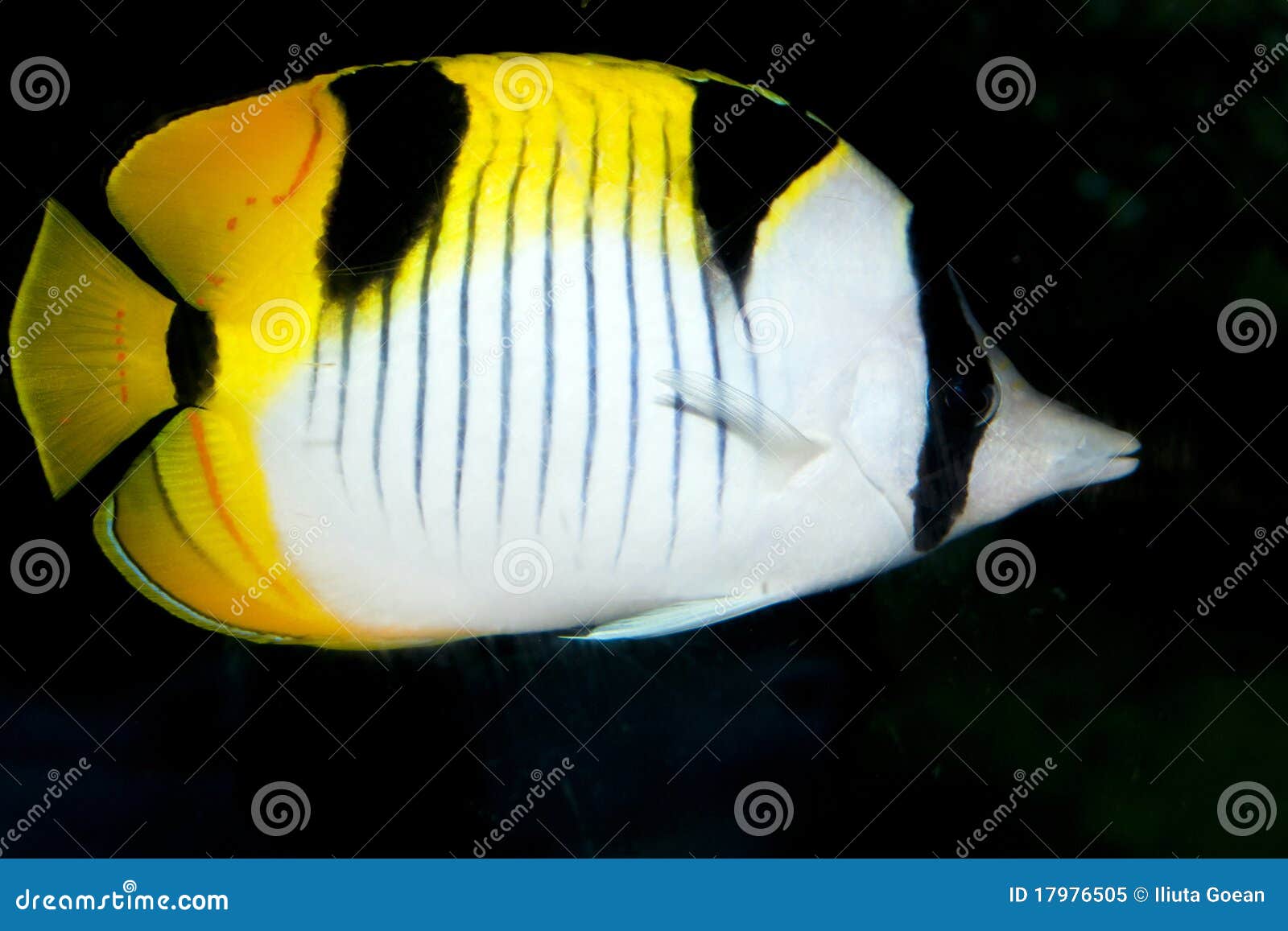 Blackwedged Butterflyfish (Chaetodon Falcula) Stock Image - Image of ...