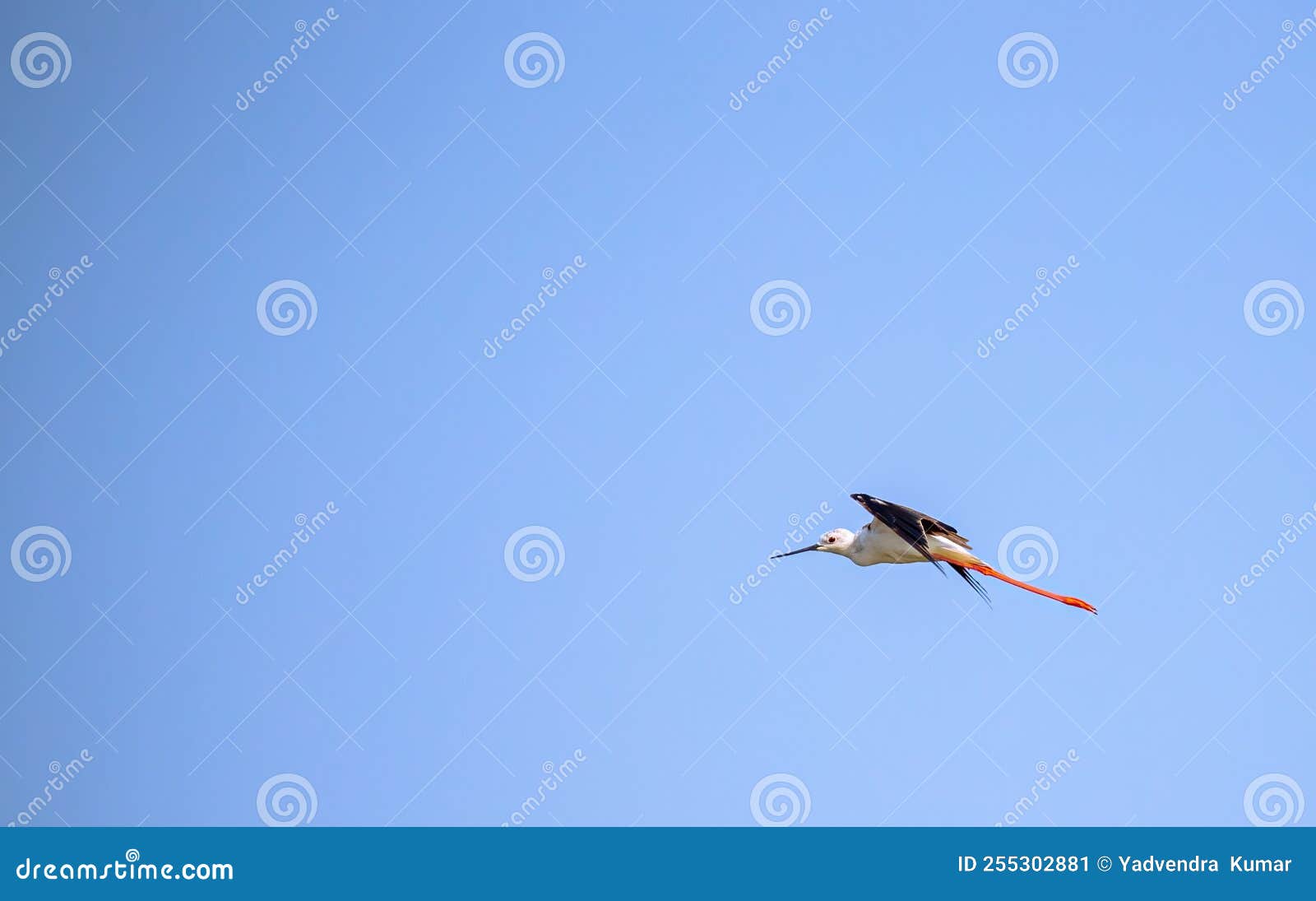A Blackwing Stilt in Flying Mode Stock Image - Image of wading, animal ...