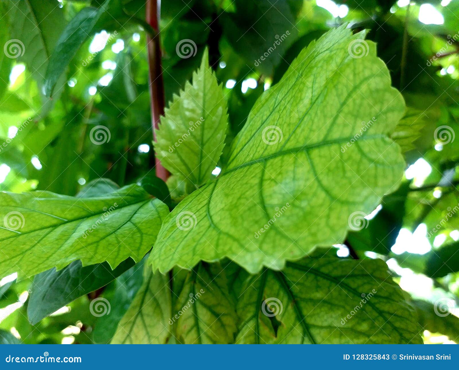 Blad stock afbeelding. Image of soort, installaties - 128325843