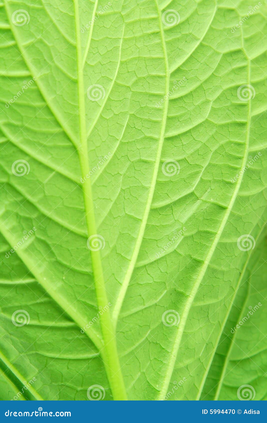 Blad stock foto. Image of ontwerp, textuur, samenvatting - 5994470