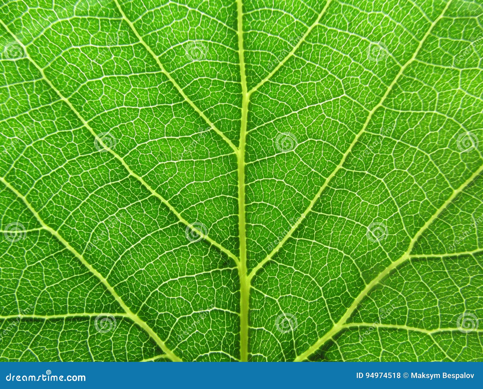 Blad Abstracte Textuur Als Achtergrond Met Verse De Macro Van De ...