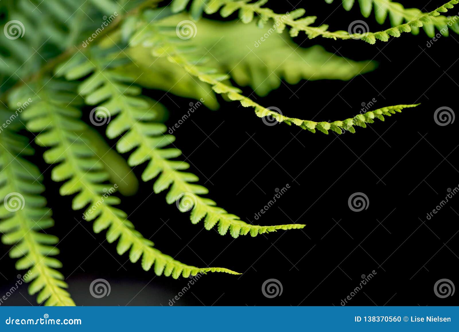 Blad Av En Ormbunke Med En Svart Bakgrund Arkivfoto - Bild av bakgrund, unikt: 138370560