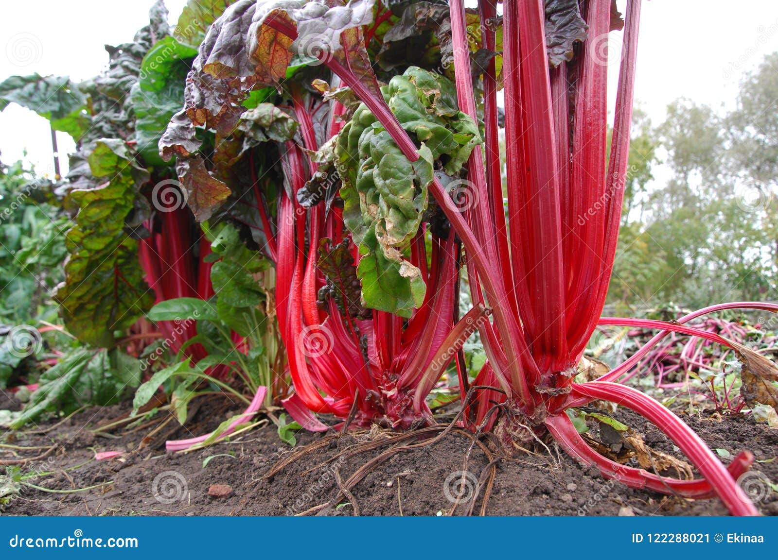 Blad bieten stock image. Image of cooking, juicy, healthy - 122288021