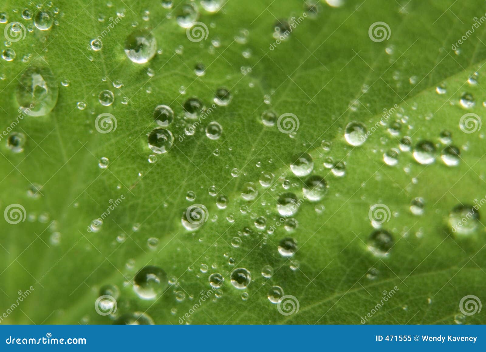 Blad en Regendruppels stock afbeelding. Image of plantkunde - 471555