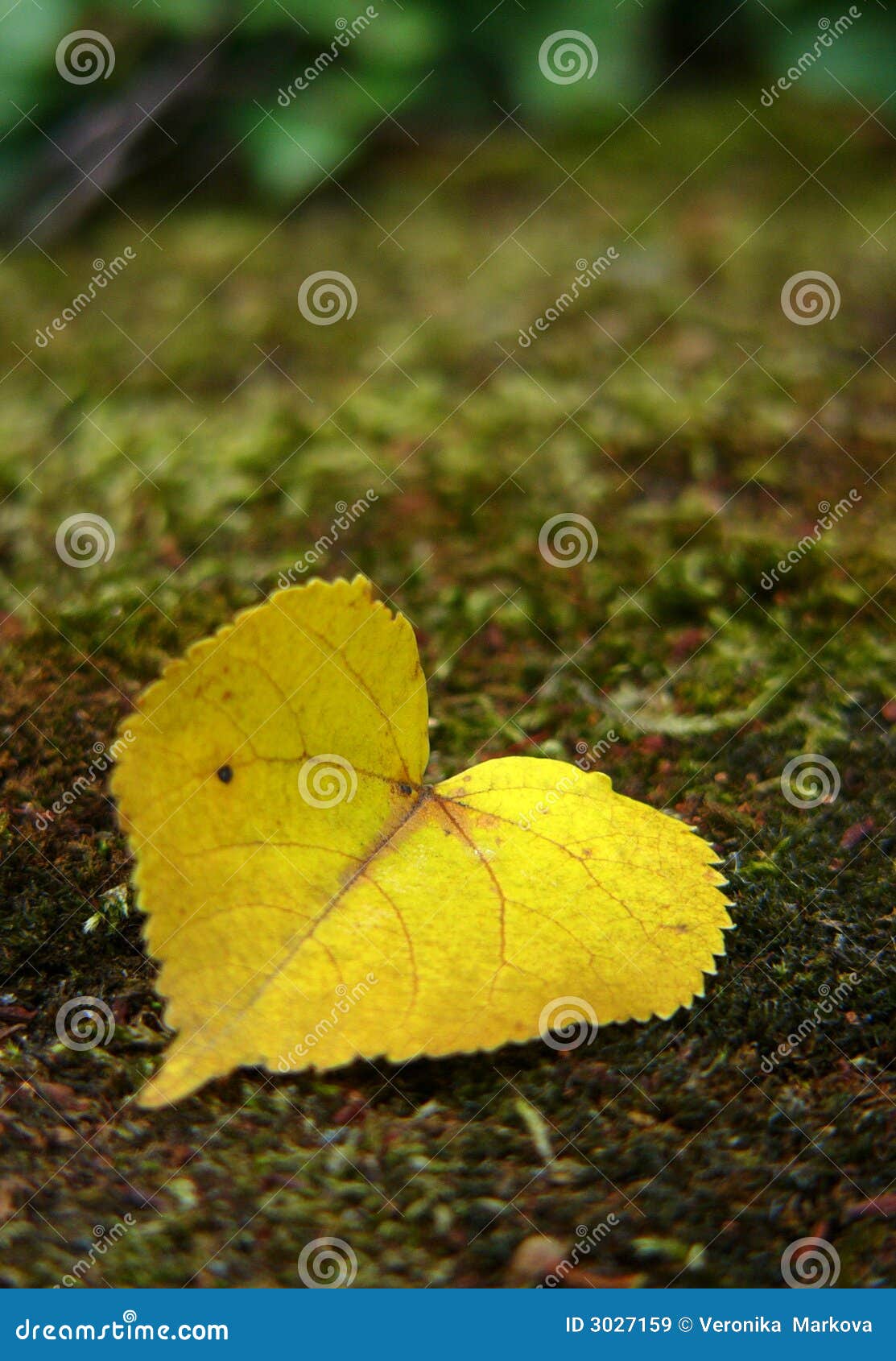 Blad - hart stock afbeelding. Image of hart, nave, najaar - 3027159