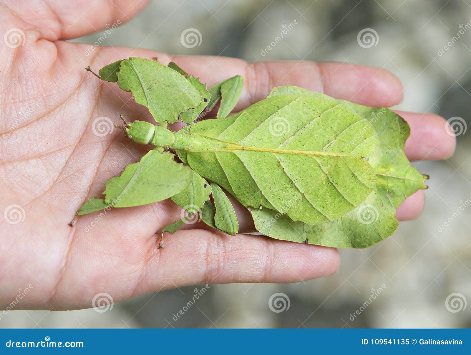 Blad-insect stock afbeelding. Image of snor, poten, lichaam - 109541135
