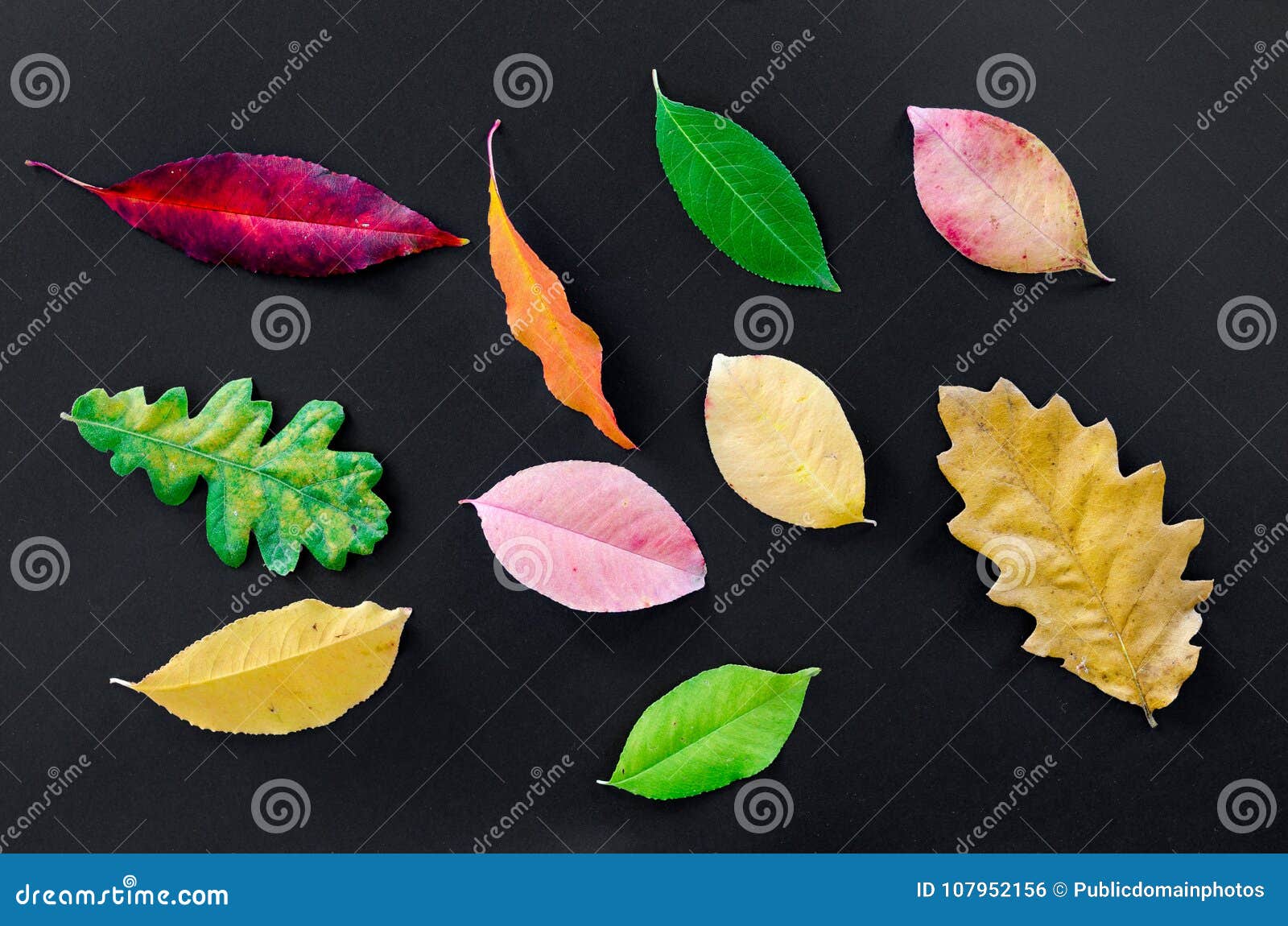 Blad Kronblad, Stillebenfotografi Bild. Bild: 107952156