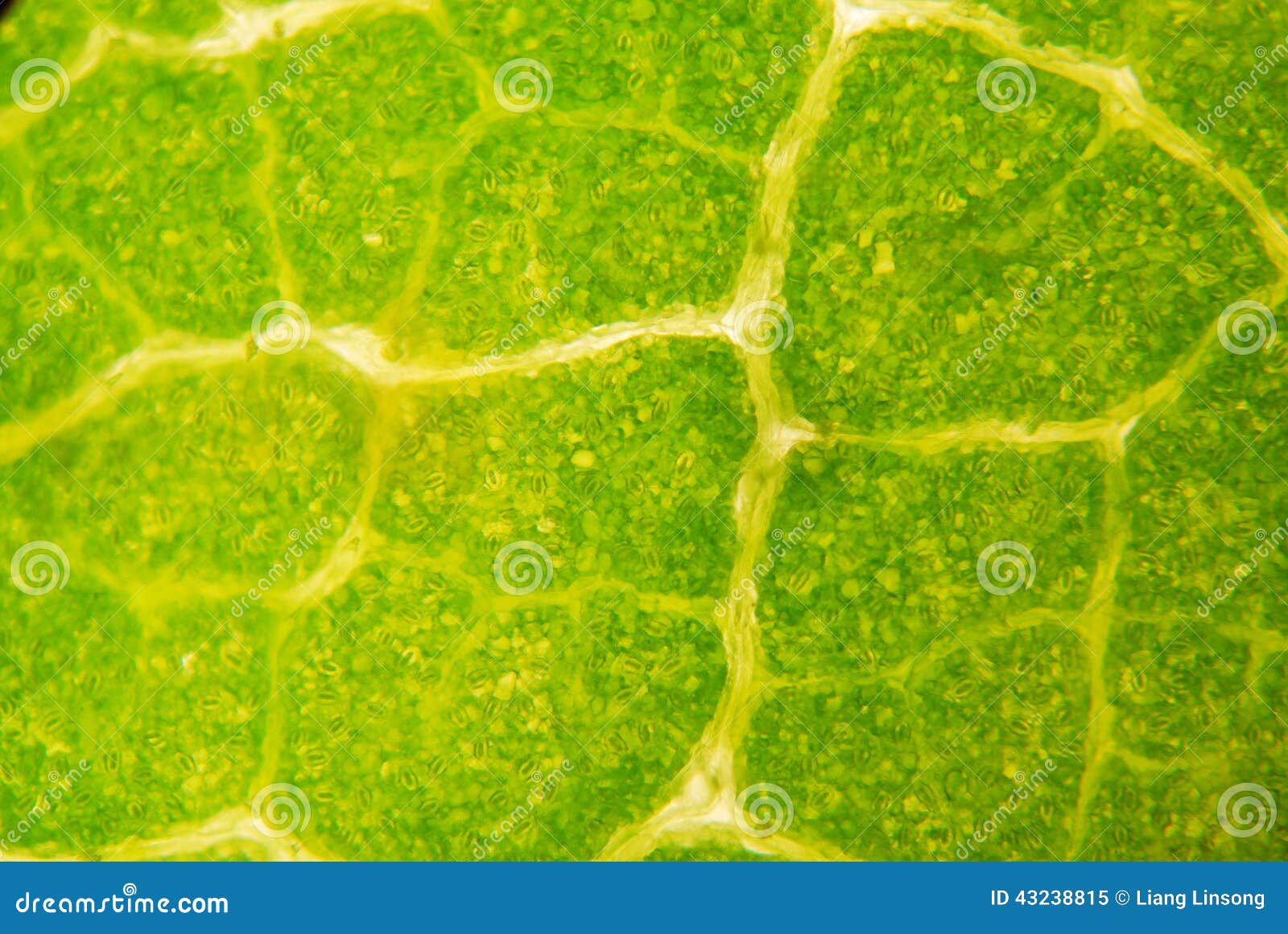 Blad onder de microscoop stock afbeelding. Image of klein - 43238815