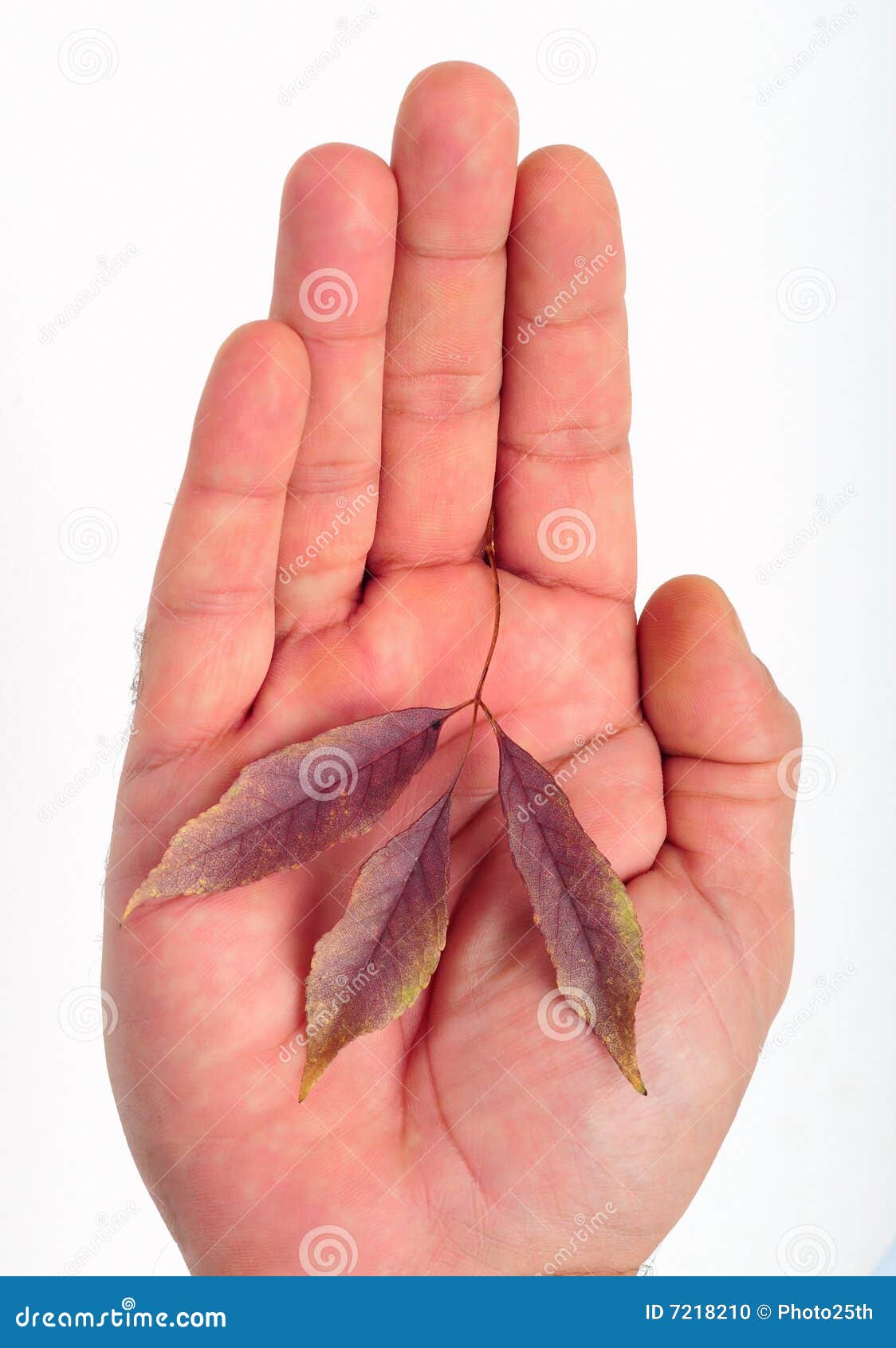 Blad op hand stock foto. Image of blad, najaar, daling - 7218210