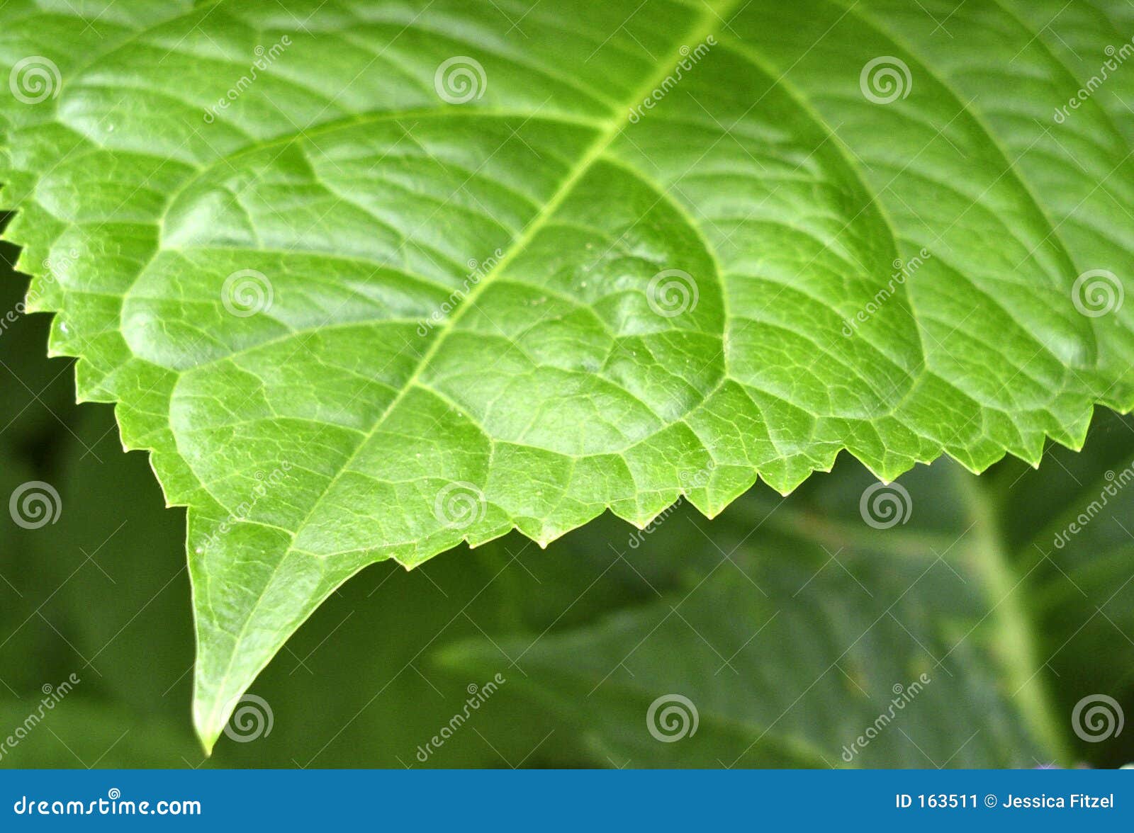 Blad rand stock afbeelding. Image of achtergrond, botanisch - 163511