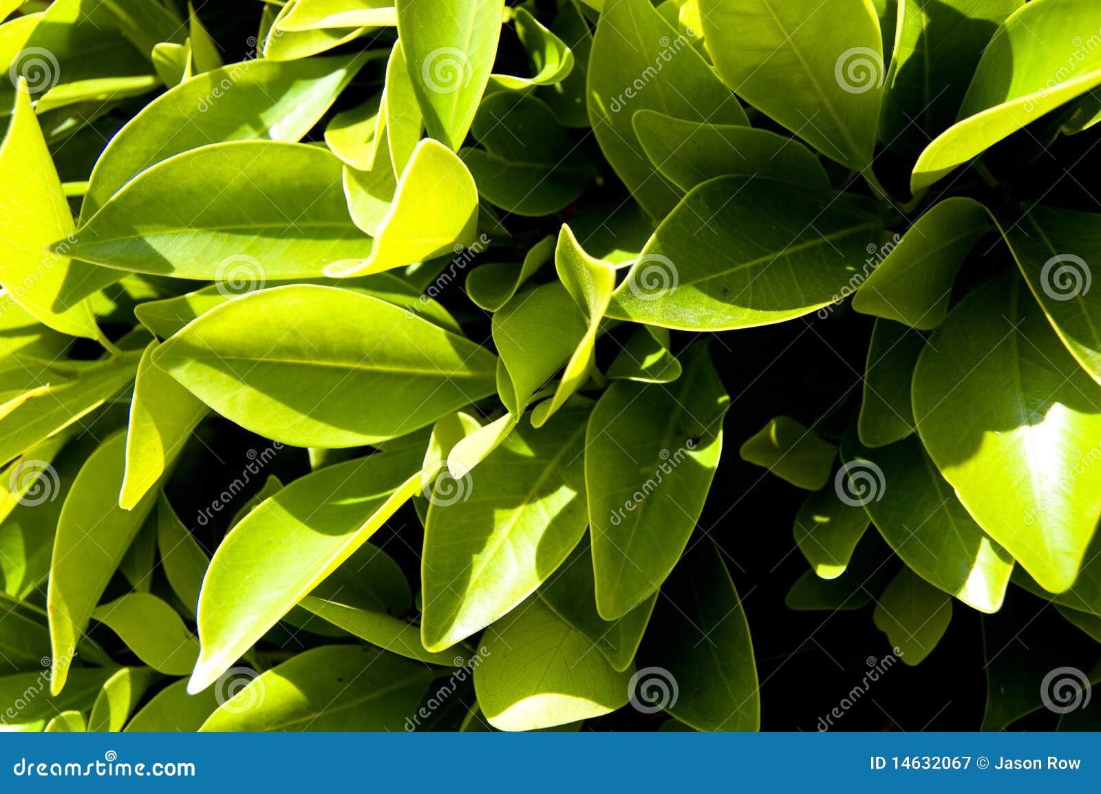 Blad Struik 7 stock afbeelding. Image of struik, milieubeleid - 14632067