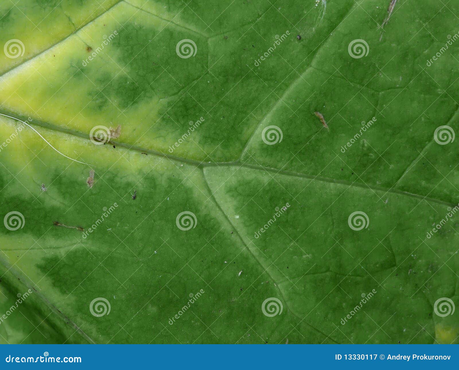 Blad. Textuur. stock afbeelding. Image of vezel, eten - 13330117