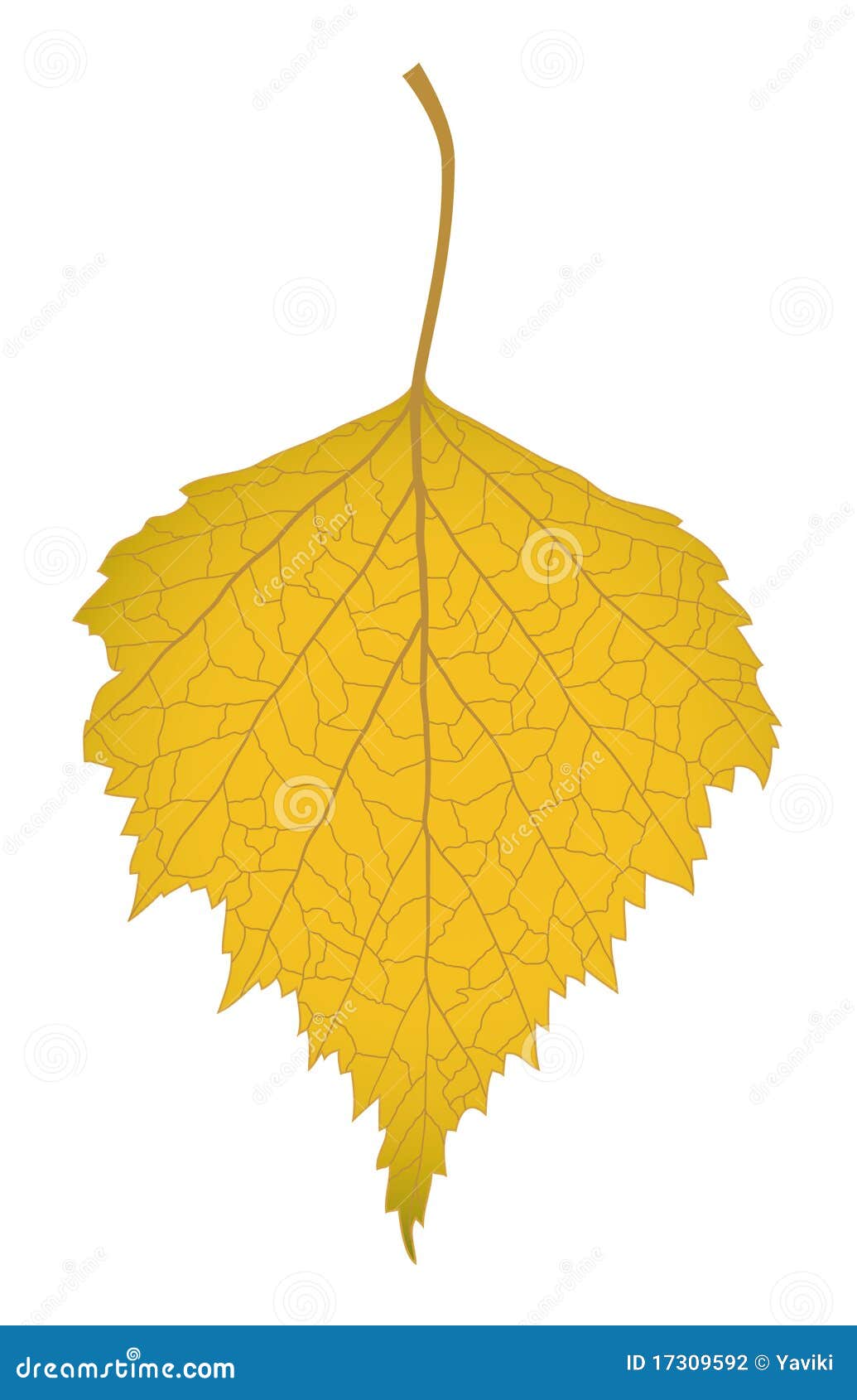 Blad van een berk vector illustratie. Illustration of geïsoleerd - 17309592
