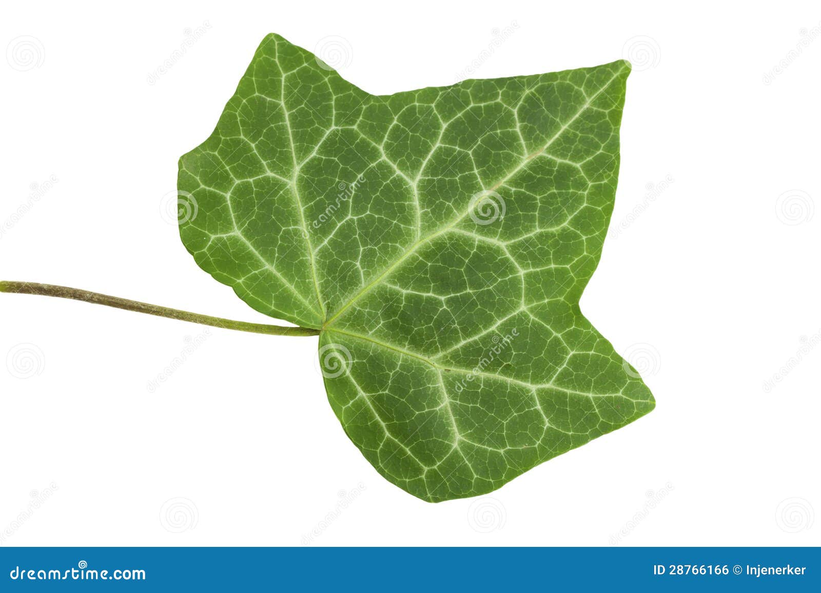 Blad Van Een Boom De Klimop Stock Foto - Image of nave, milieu: 28766166