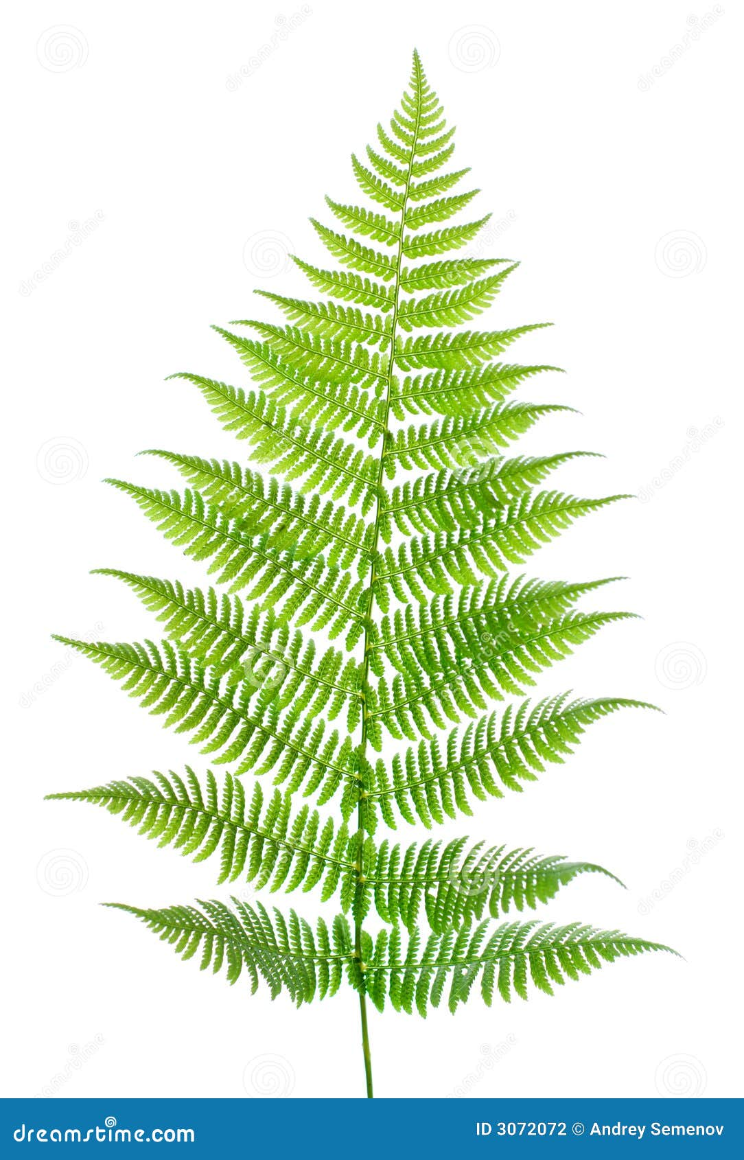 Blad Van Een Varen Op Een Wit Stock Foto - Image of schoonheid, textuur ...