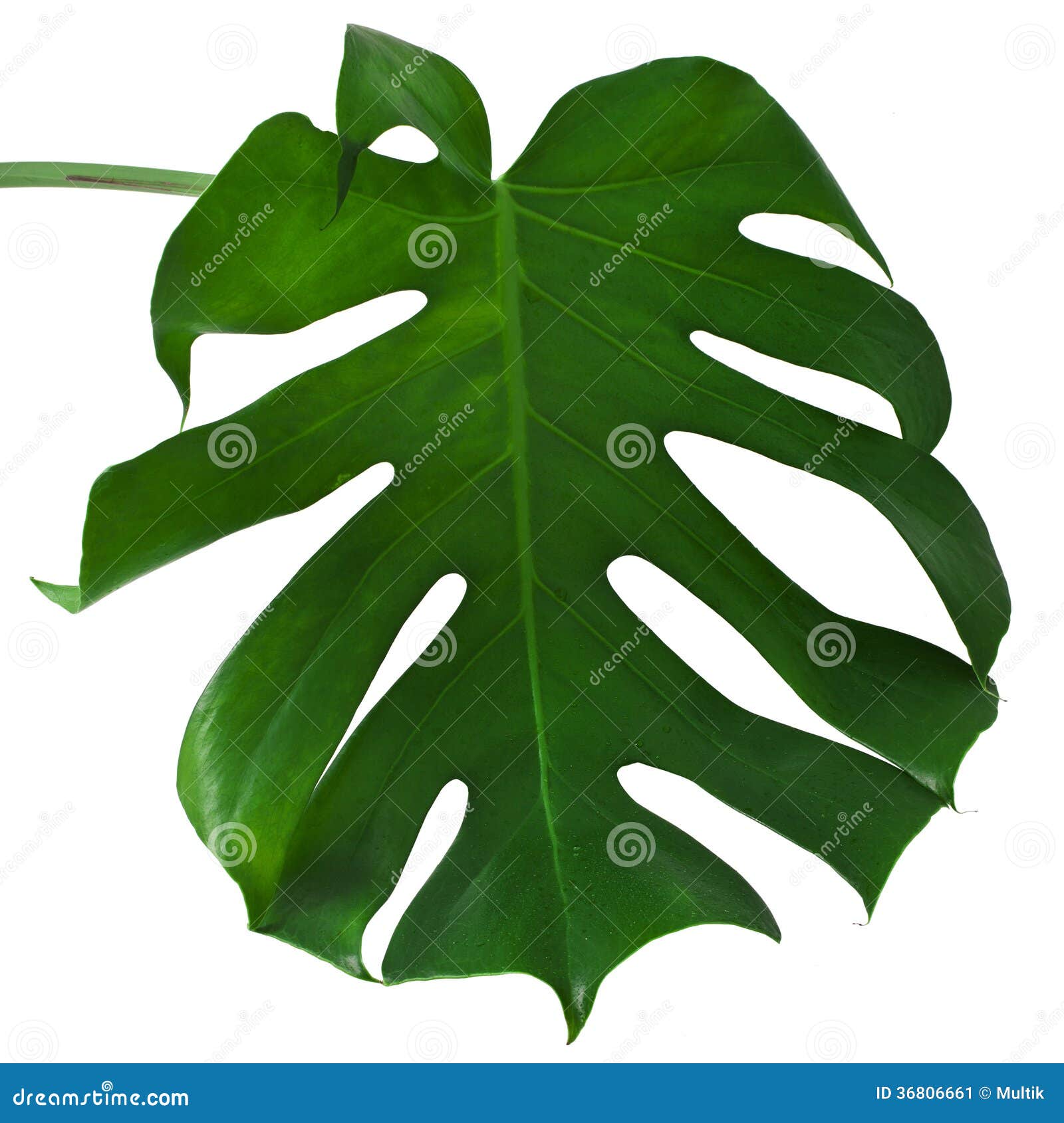 Blad Van Monstera-installatie Stock Afbeelding - Image of macro, milieu ...