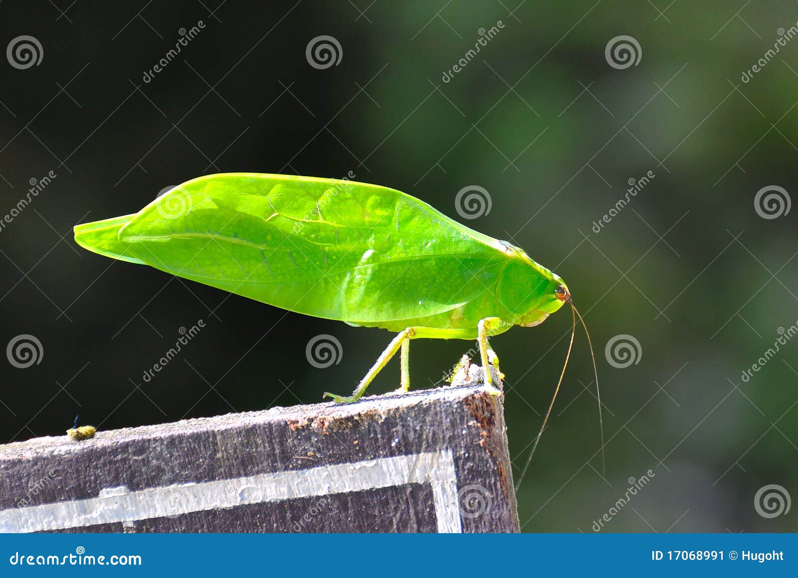Blad zoals Insect stock afbeelding. Image of gehoornd - 17068991