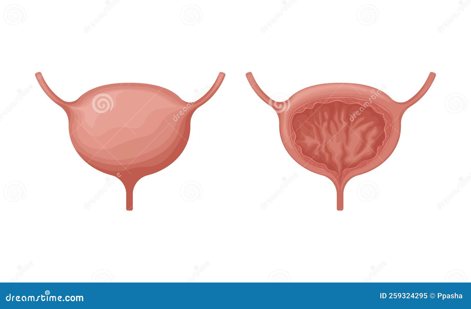 The Bladder. Anatomical Image of the Bladder. Human Internal Organs ...