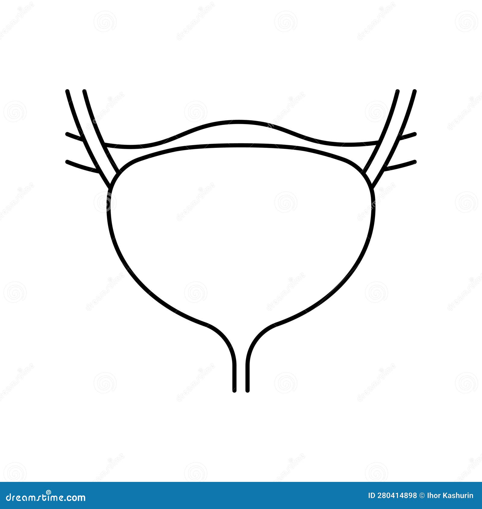 Bladder, Anatomy Flat Line Icon. Human Bladder Stock Vector ... Bladder, Anatomy Flat Line Icon. Human Bladder Stock Vector ...