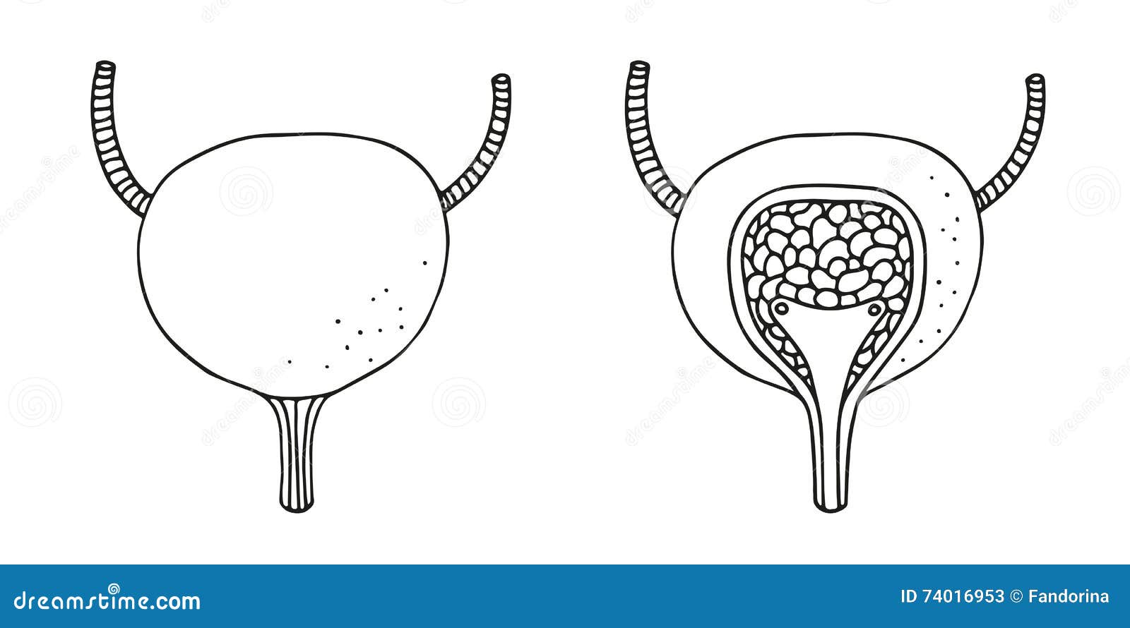 Bladder Anatomy Illustration Set, Section Stock Vector - Illustration ...