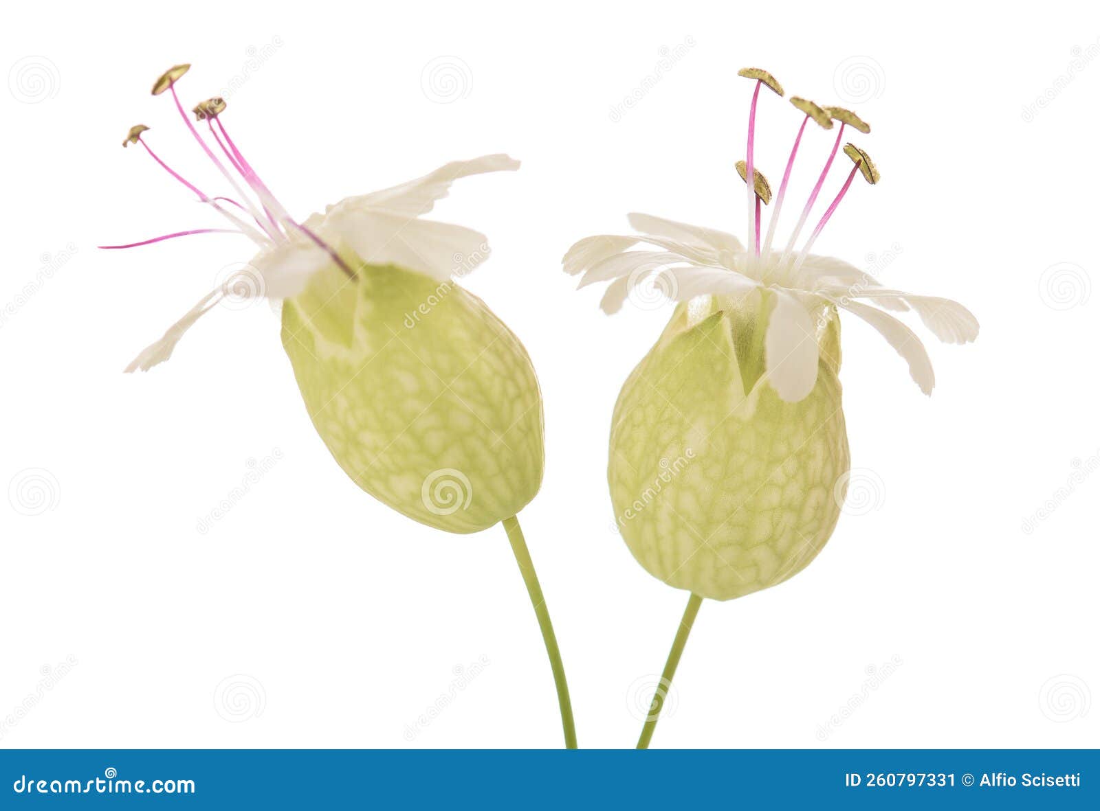 Bladder campion flowers stock image. Image of bloom - 260797331