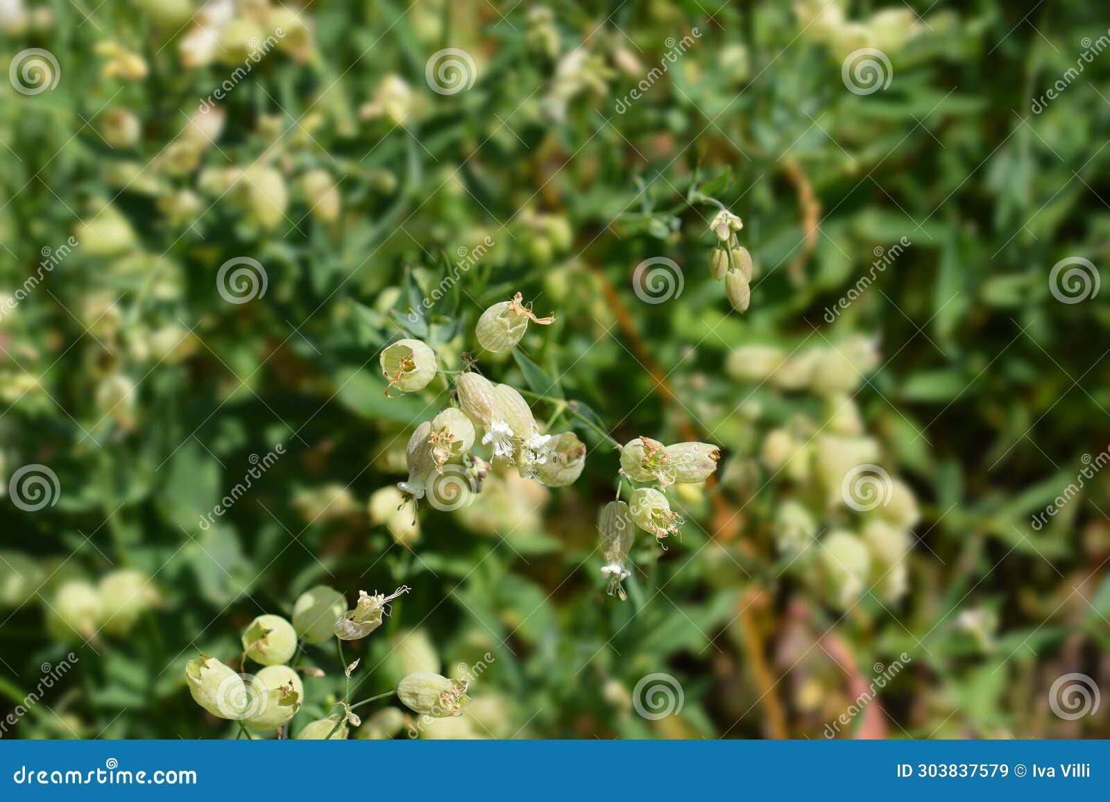 Bladder Campion (Silene Vulgaris) Flower Royalty-Free Stock Photo ...