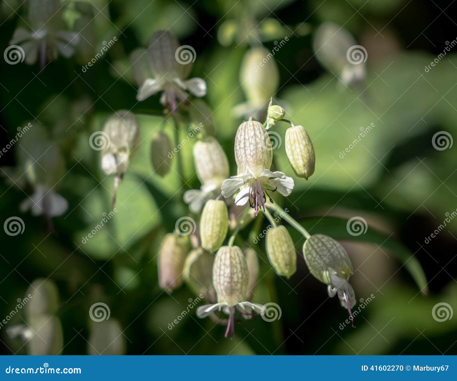 Bladder Campion stock photo. Image of flower, green, summer - 41602270