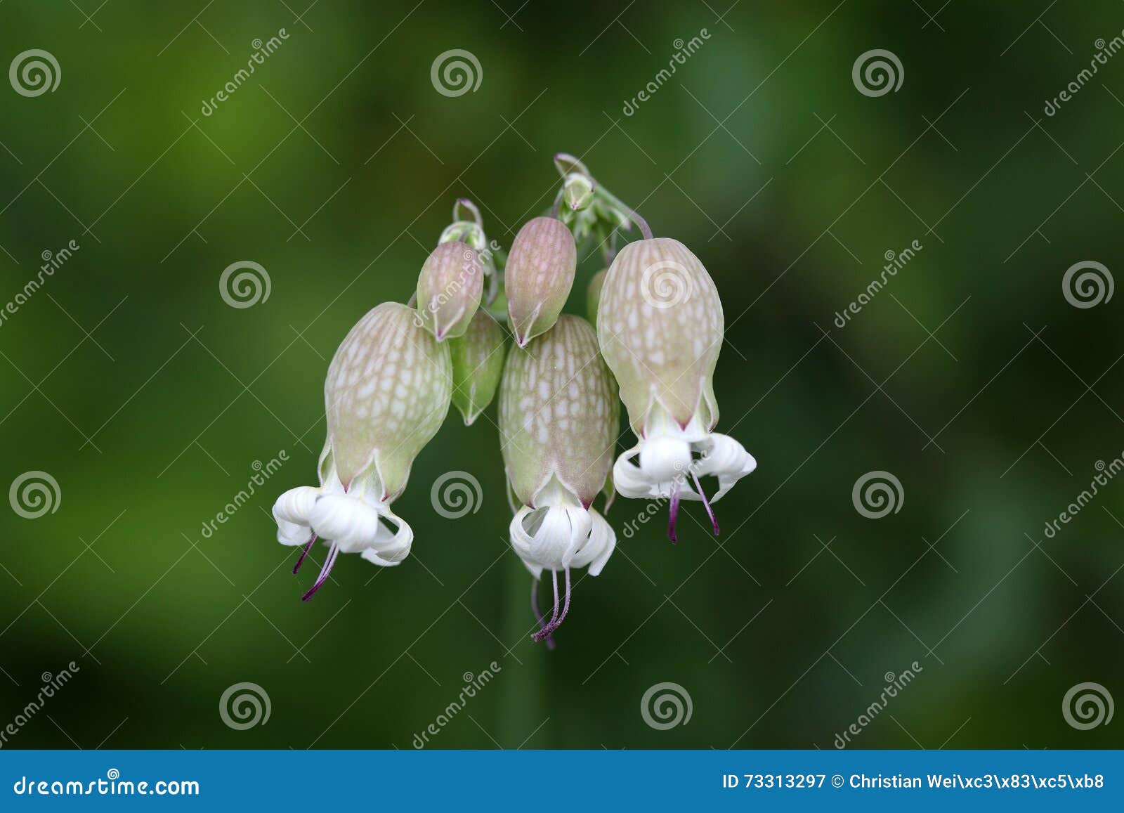 Bladder Campion (Silene Vulgaris) Stock Image - Image of herb, vulgaris ...