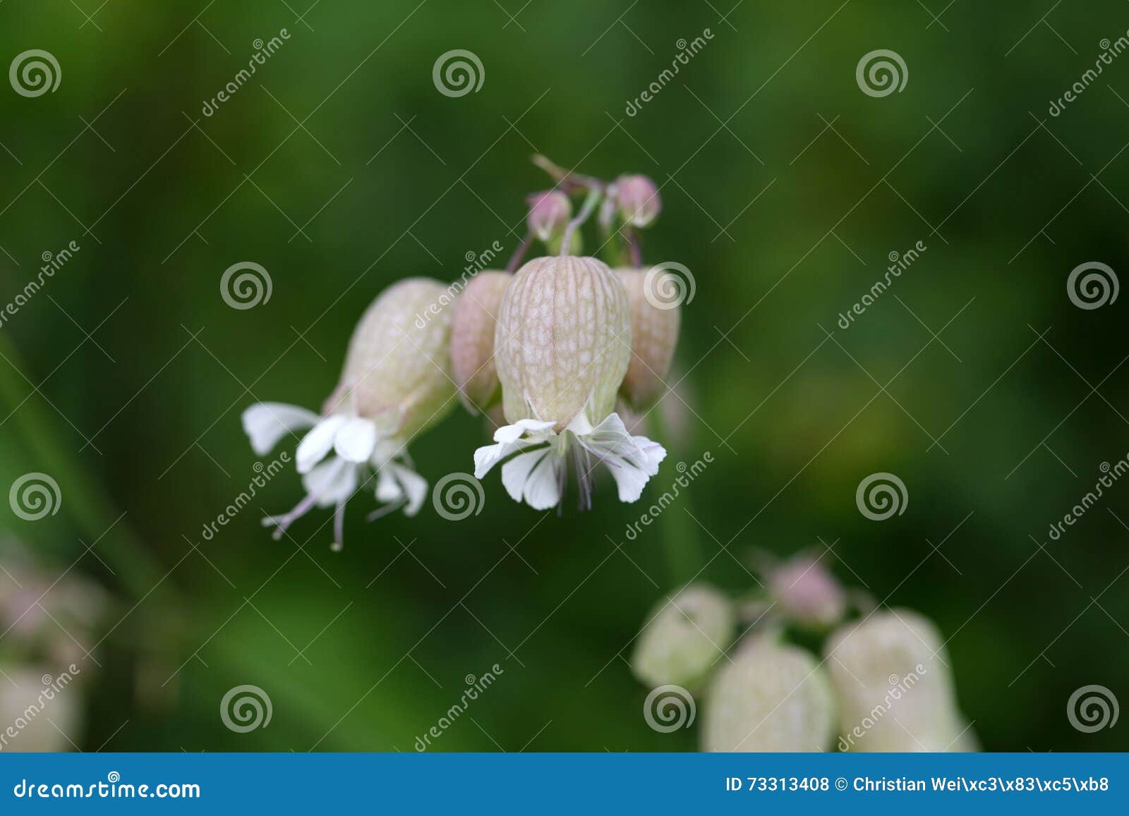 Bladder Campion (Silene Vulgaris) Stock Photo - Image of nature ...