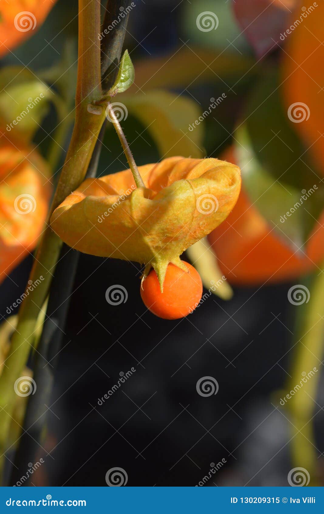 Bladder cherry stock image. Image of strawberry, plant - 130209315