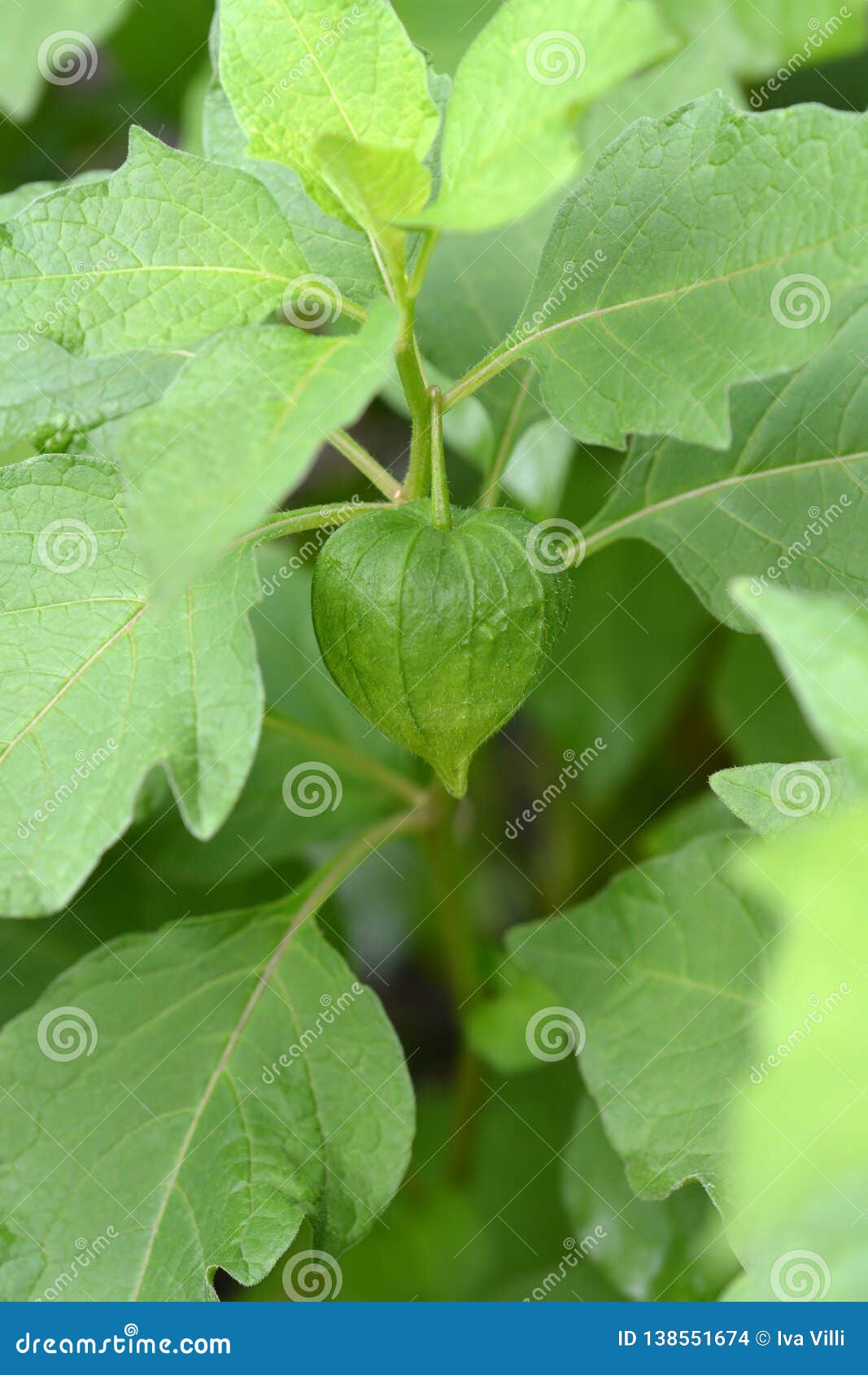 Bladder cherry stock photo. Image of groundcherry, cherry - 138551674