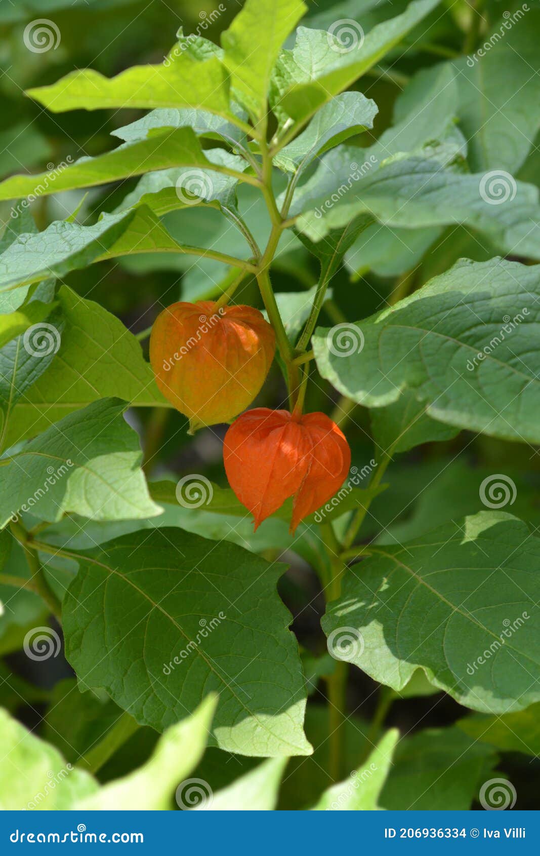 Bladder cherry stock photo. Image of cape, alkekengi - 206936334