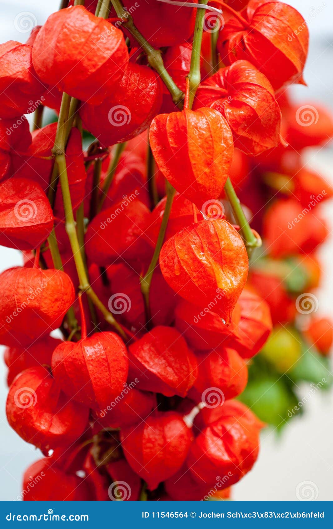 Bladder-Cherry, Chinese Lantern , Stock Photo - Image of botany ...