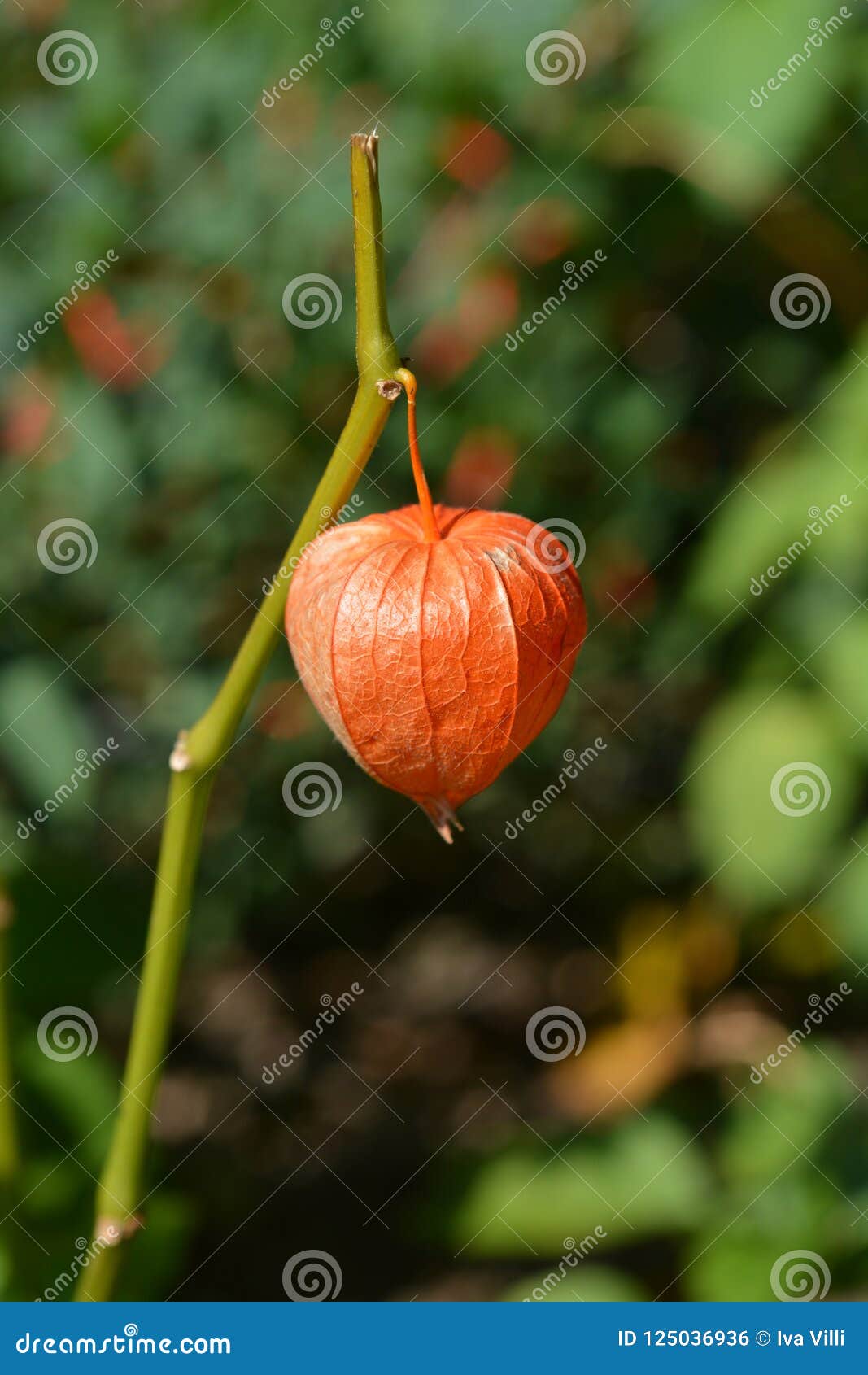 Bladder cherry stock photo. Image of garden, plant, outdoors - 125036936