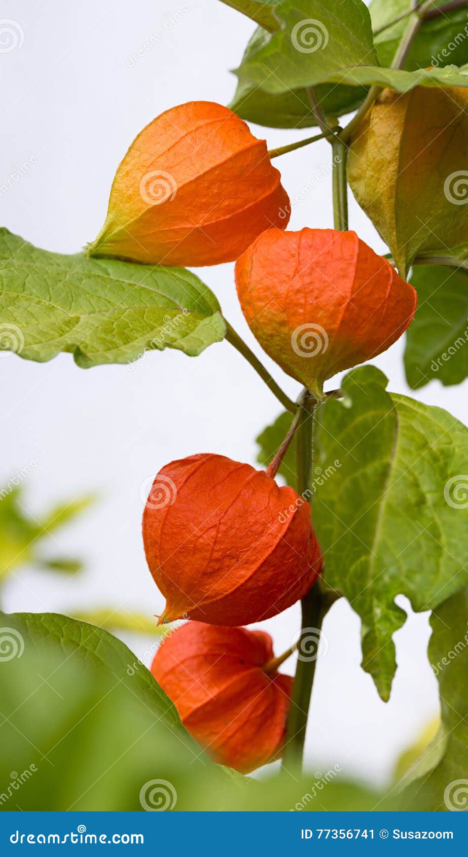 Bladder Cherry Plant with Orange Blossoms Stock Image - Image of ...