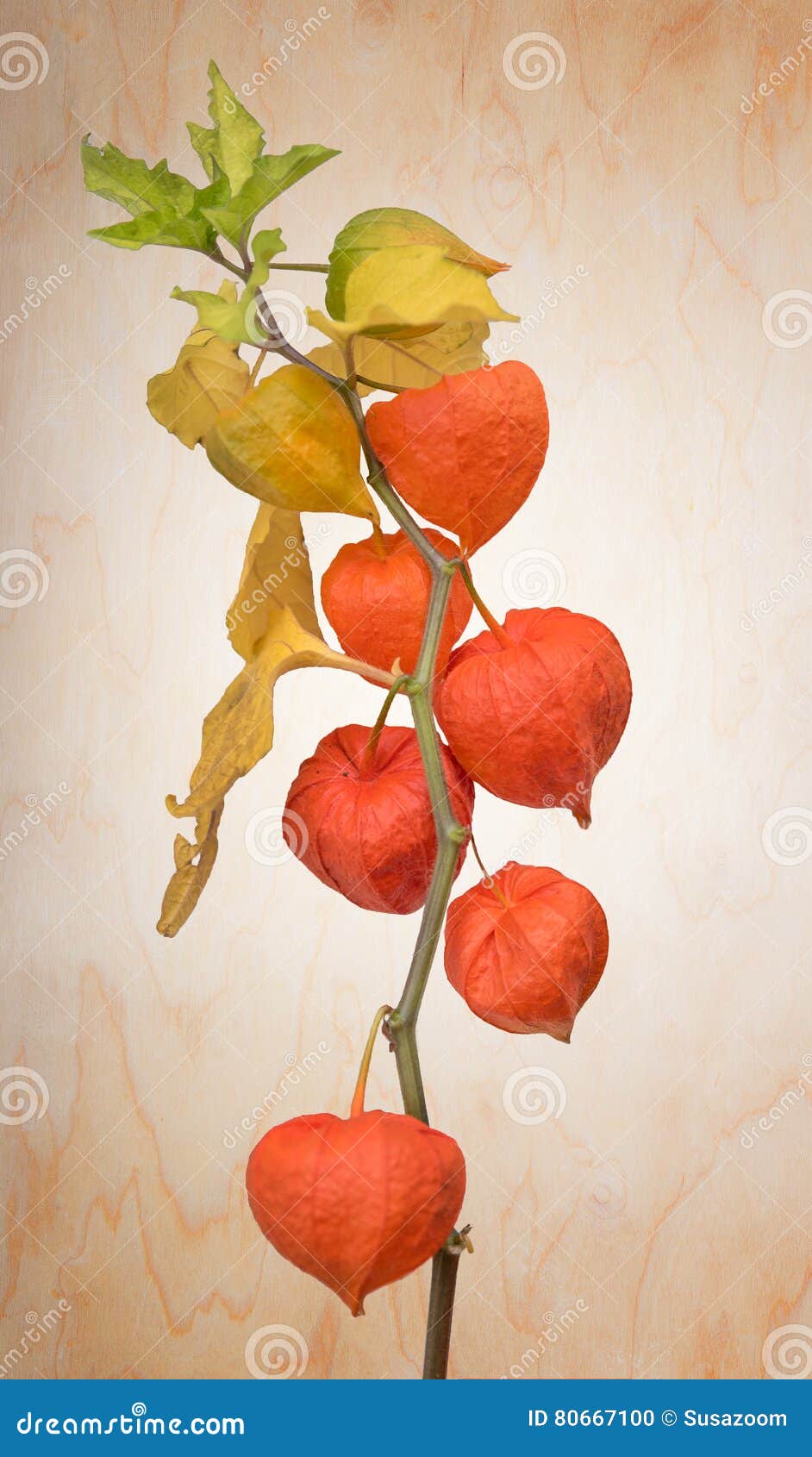 Bladder Cherry Plant on Wooden Background Stock Photo - Image of edible ...