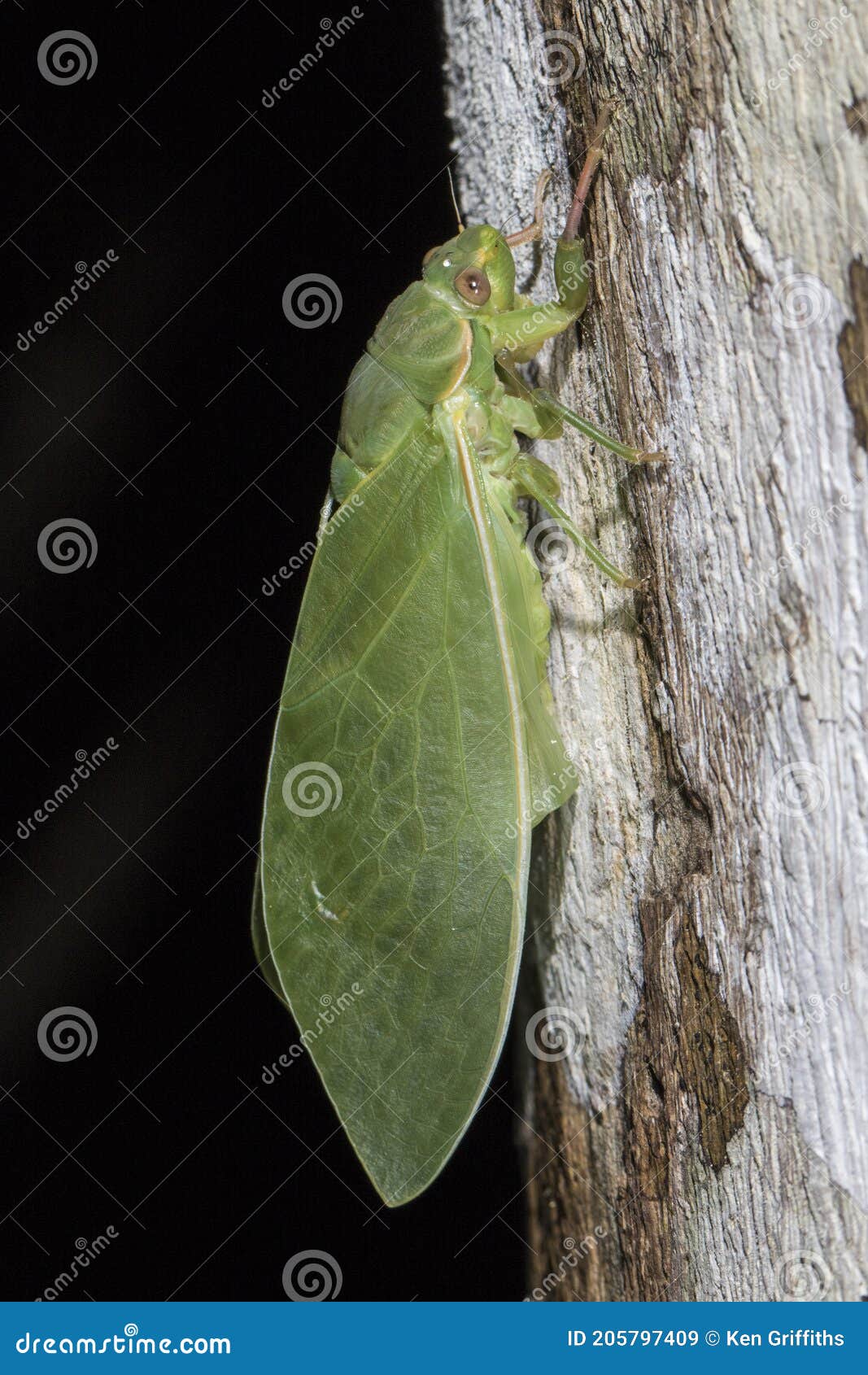 Bladder Cicada stock image. Image of wildlife, bladder - 205797409