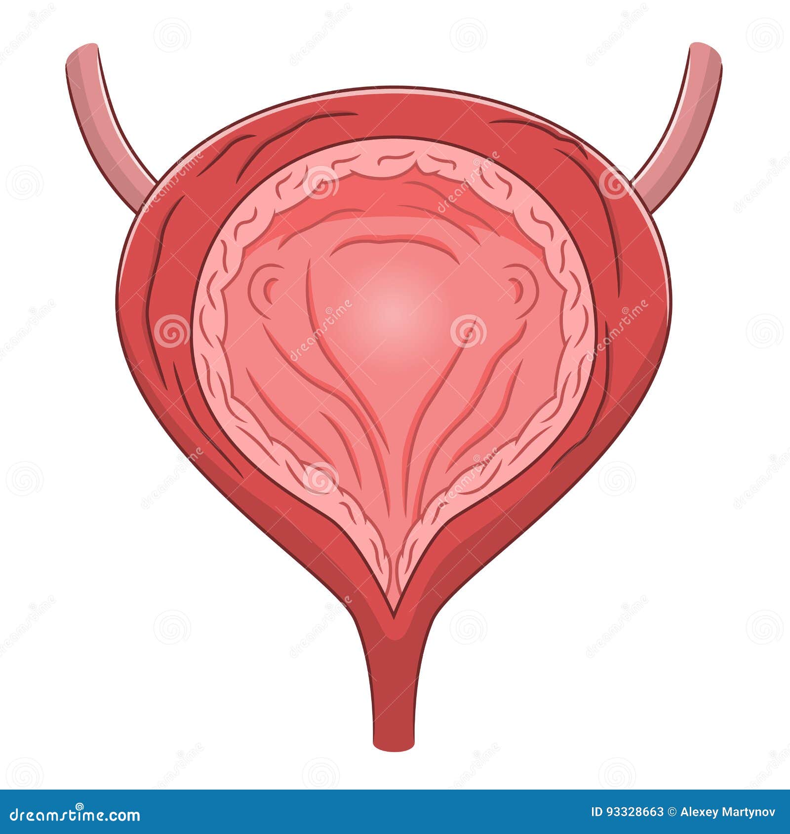Bladder stock vector. Illustration of beautiful, abdomen - 93328663