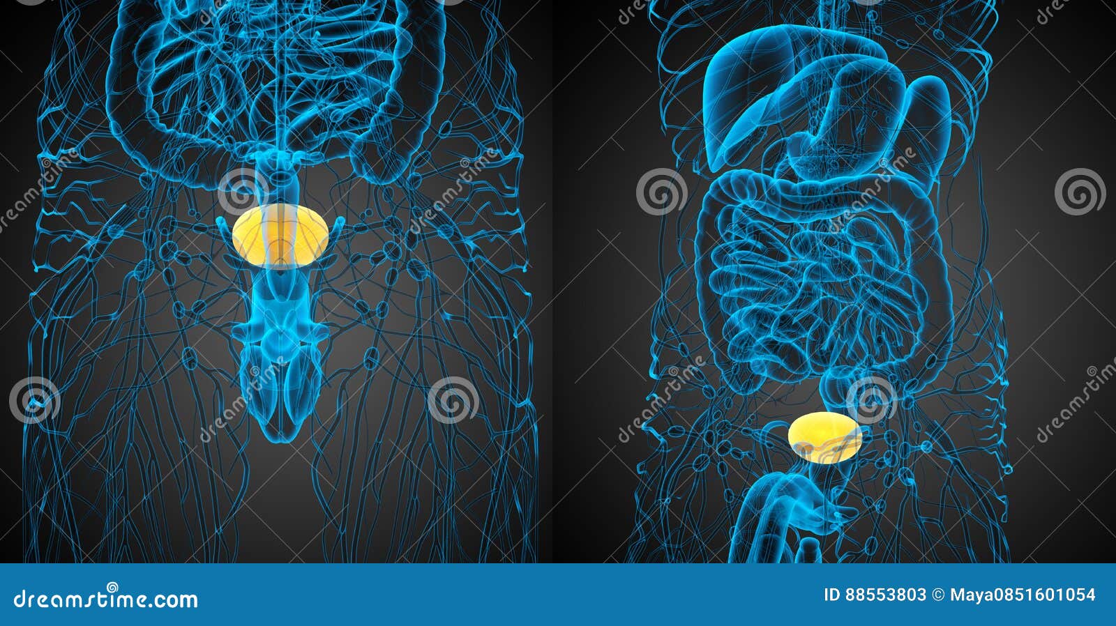 Bladder stock illustration. Illustration of colon, biology - 88553803