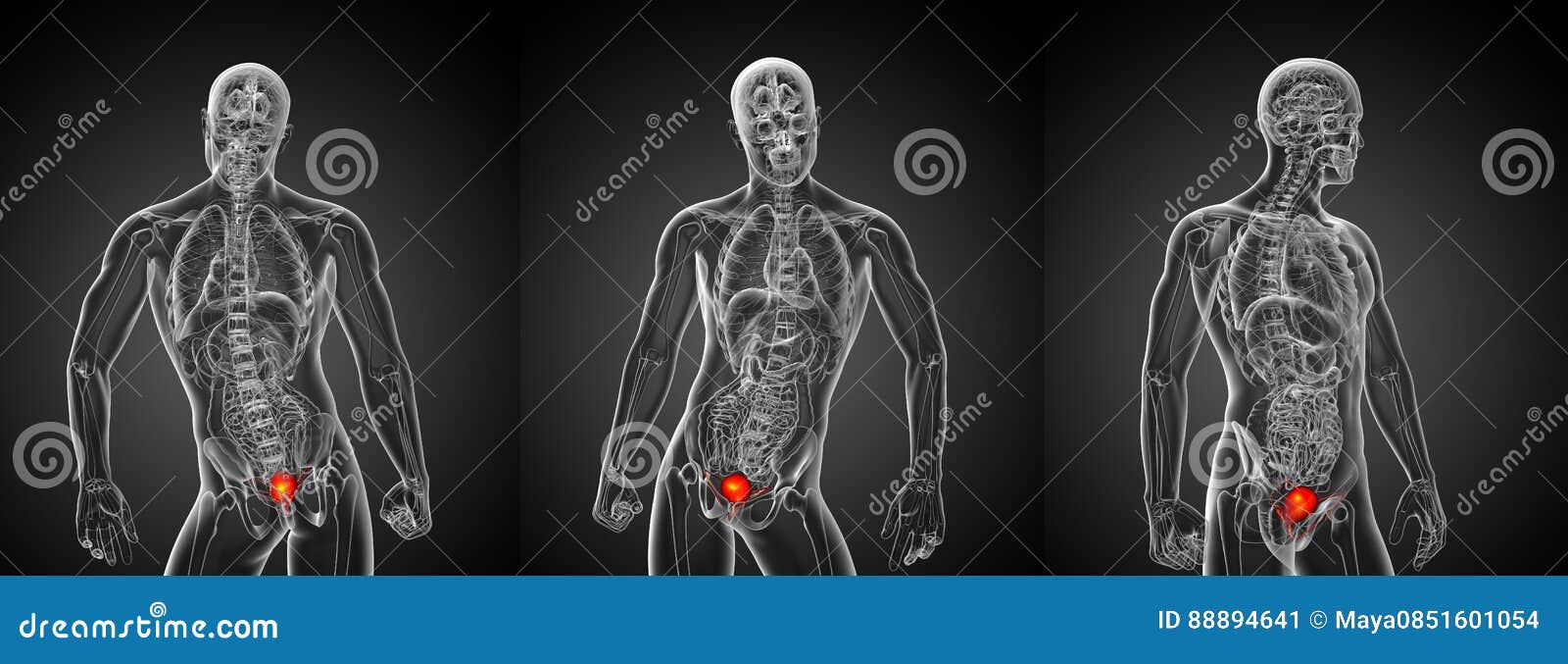 Bladder stock illustration. Illustration of gastric, organs - 88894641