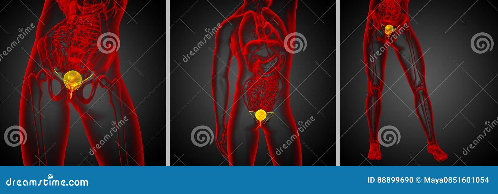 Bladder stock illustration. Illustration of medical, ureter - 88899690