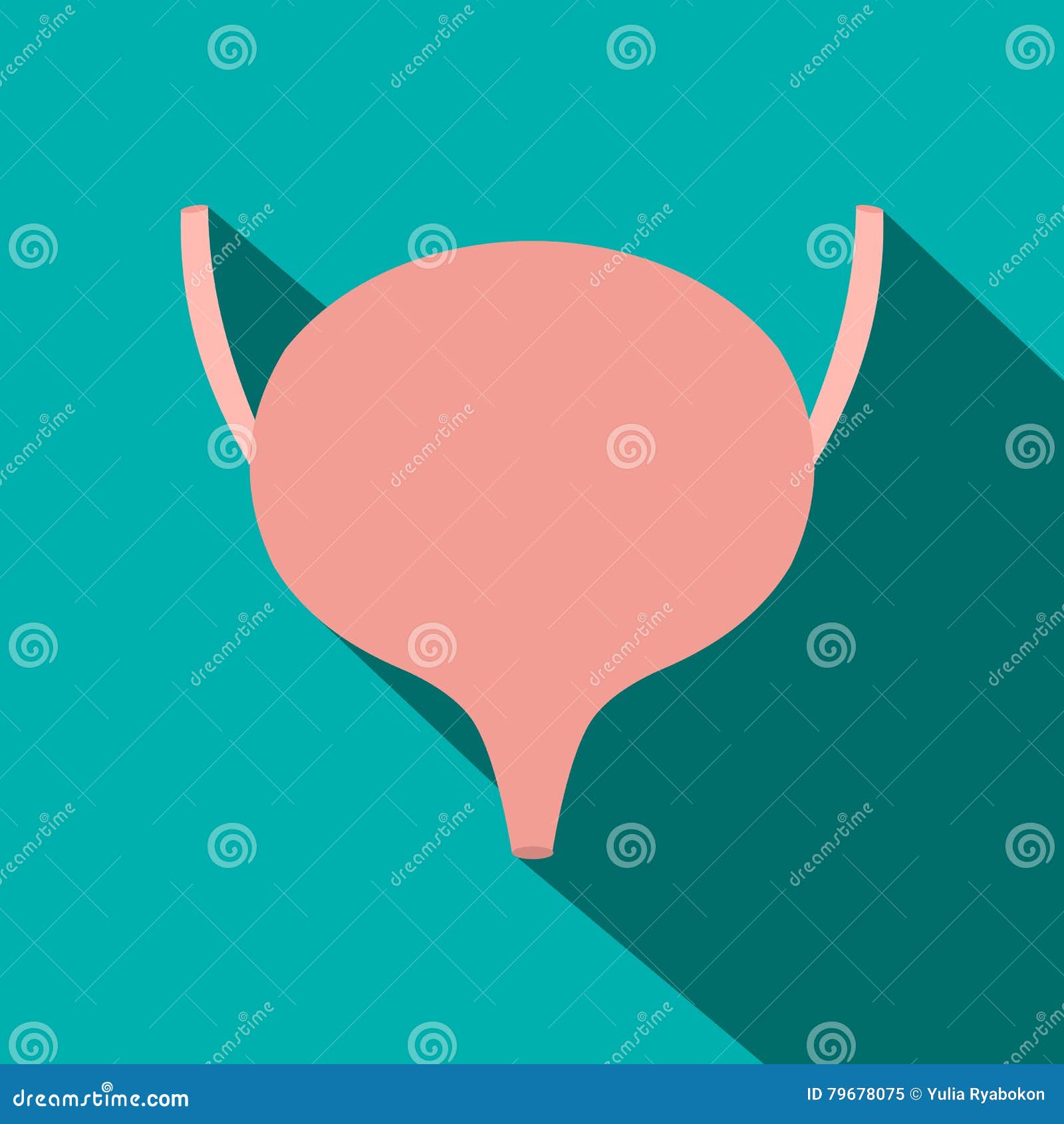 Bladder Flat Icon with Shadow Stock Vector - Illustration of internal, organ: 79678075