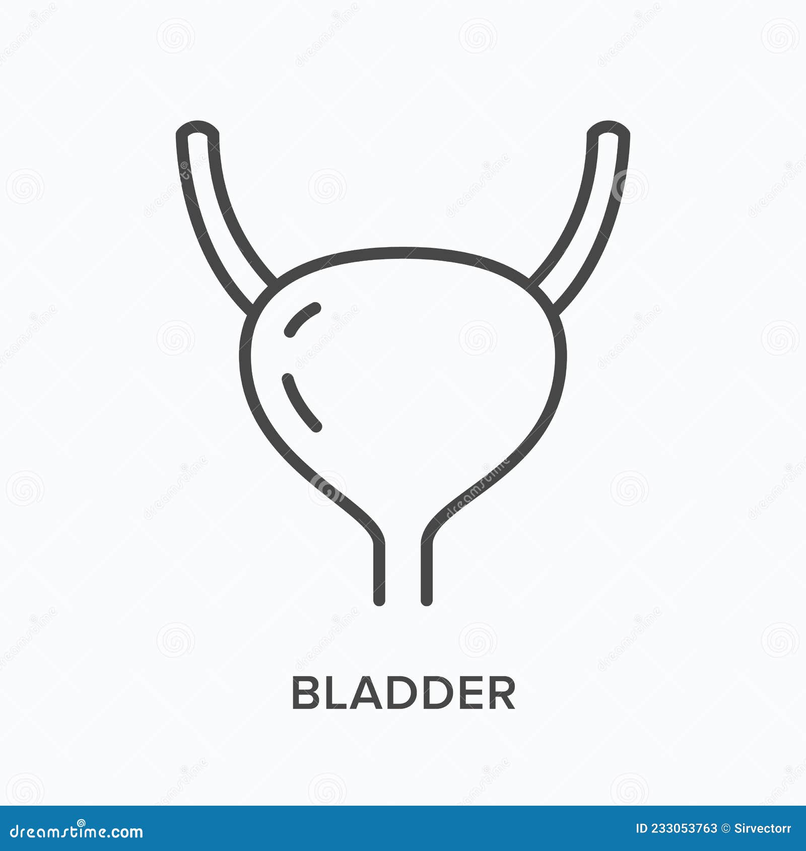 Bladder Flat Line Icon. Vector Outline Illustration Of Human Anatomy ...