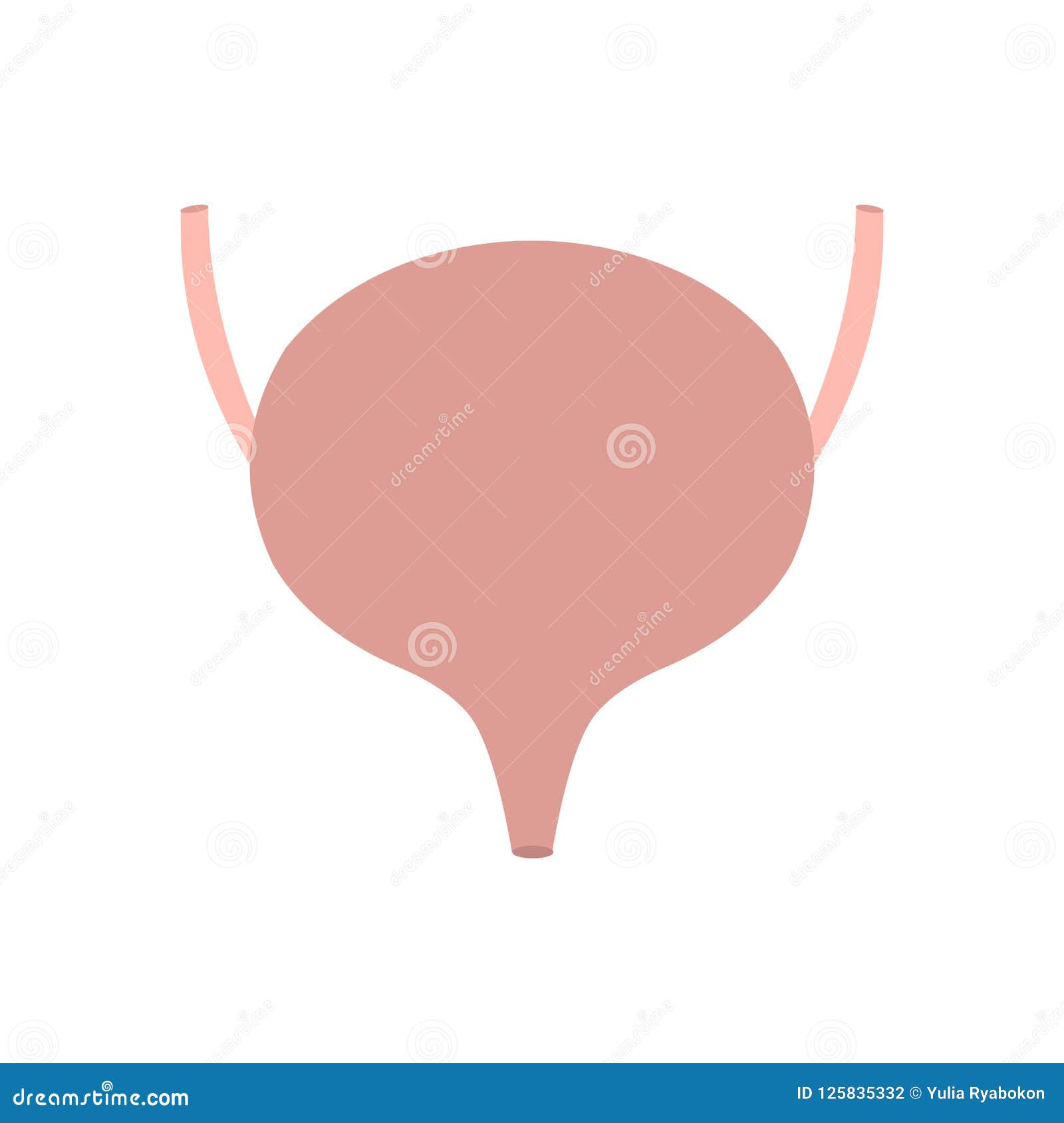 Bladder icon flat stock illustration. Illustration of infection - 125835332