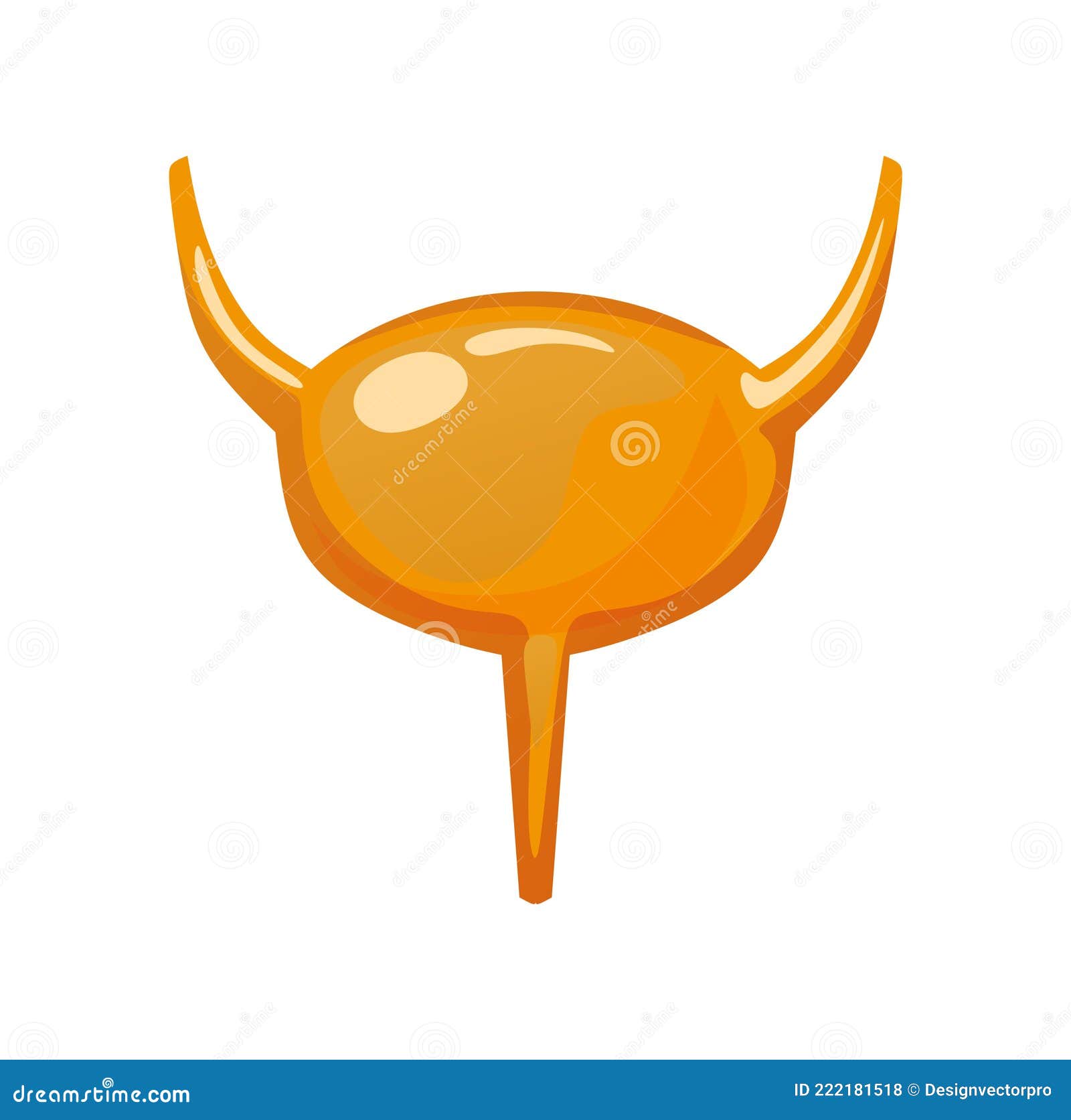 Colorful Urinary Female Urinary Tract, Medically Illustration ...