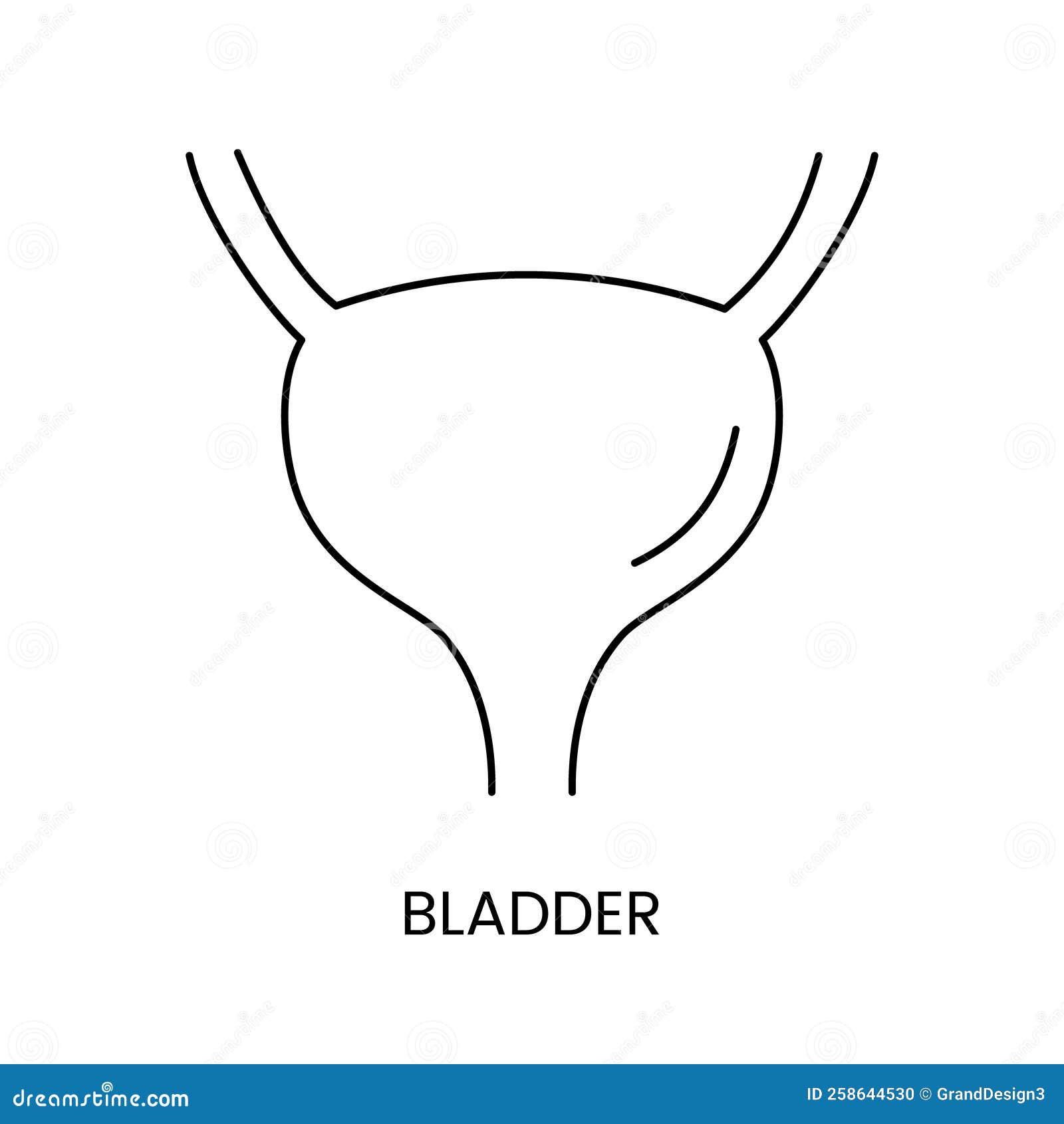 Bladder Icon Line in Vector Illustration of the Internal Organ of the ...