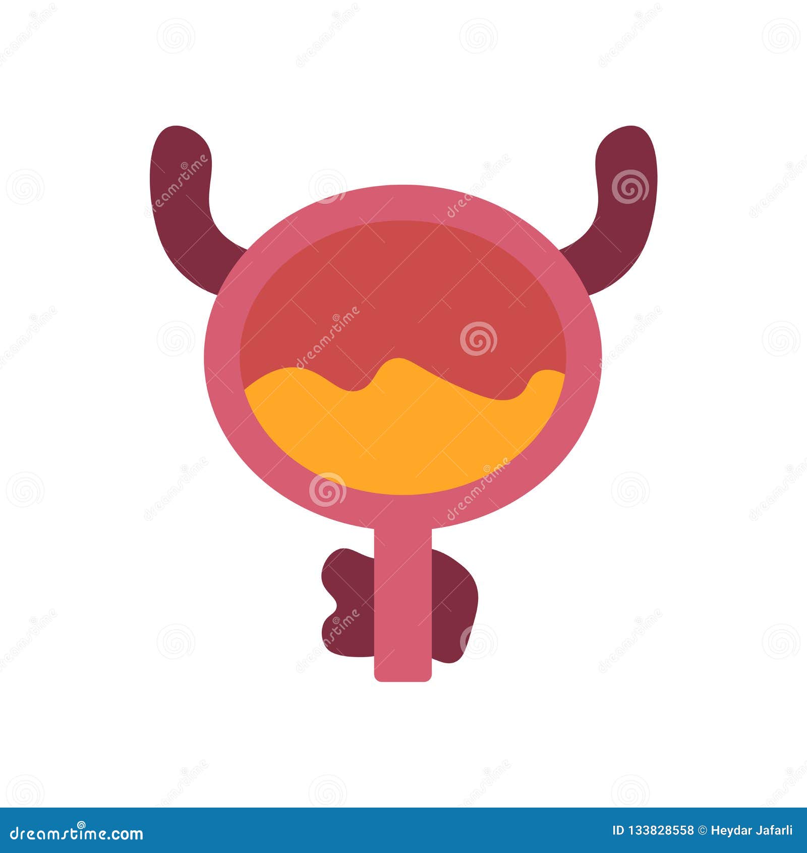 Bladder Icon Vector Sign and Symbol Isolated on White Background Stock ...