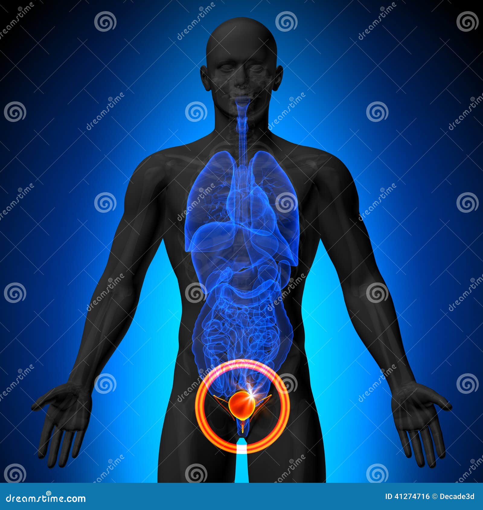 Bladder - Male Anatomy Of Human Organs - X-ray View Stock Photography ...