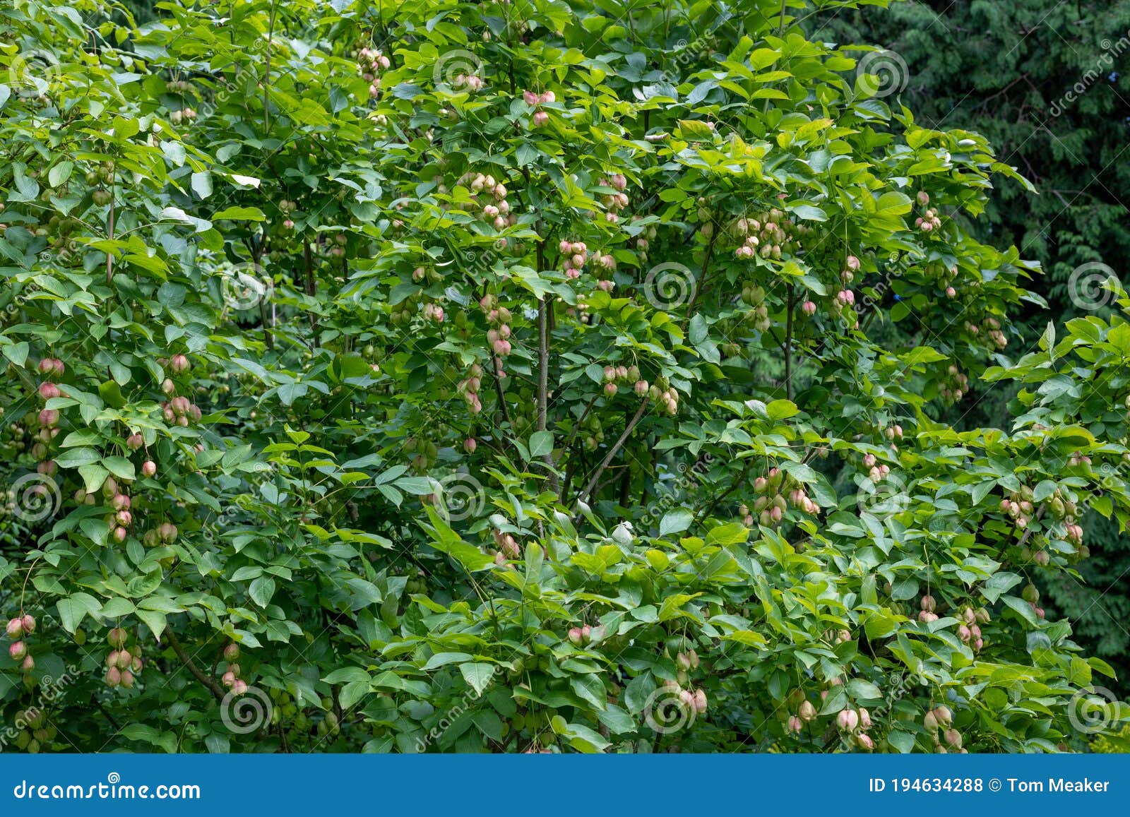 Bladder Nut Staphylea Pinnata Stock Photo - Image of flowering, close ...
