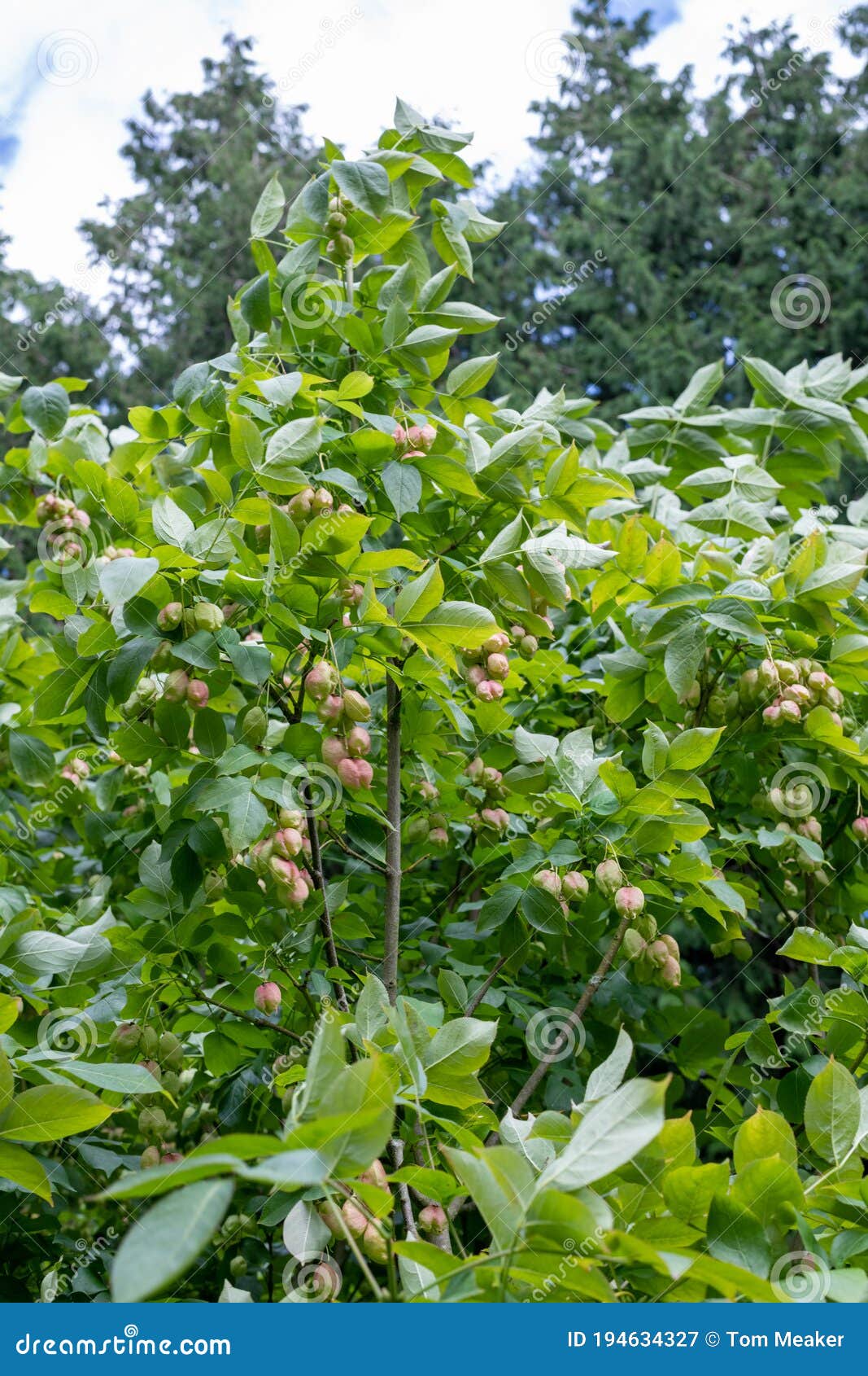 Bladder Nut Staphylea Pinnata Stock Image - Image of flowering, floral ...